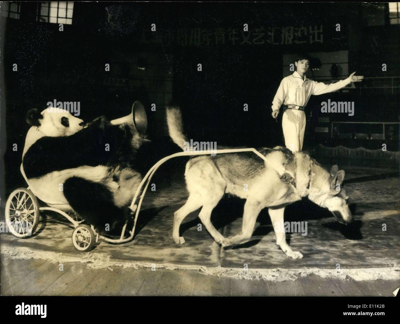 May 24, 1978 - It is rare to see a panda in a circus. ''Wei-Wei'', a 6 ...