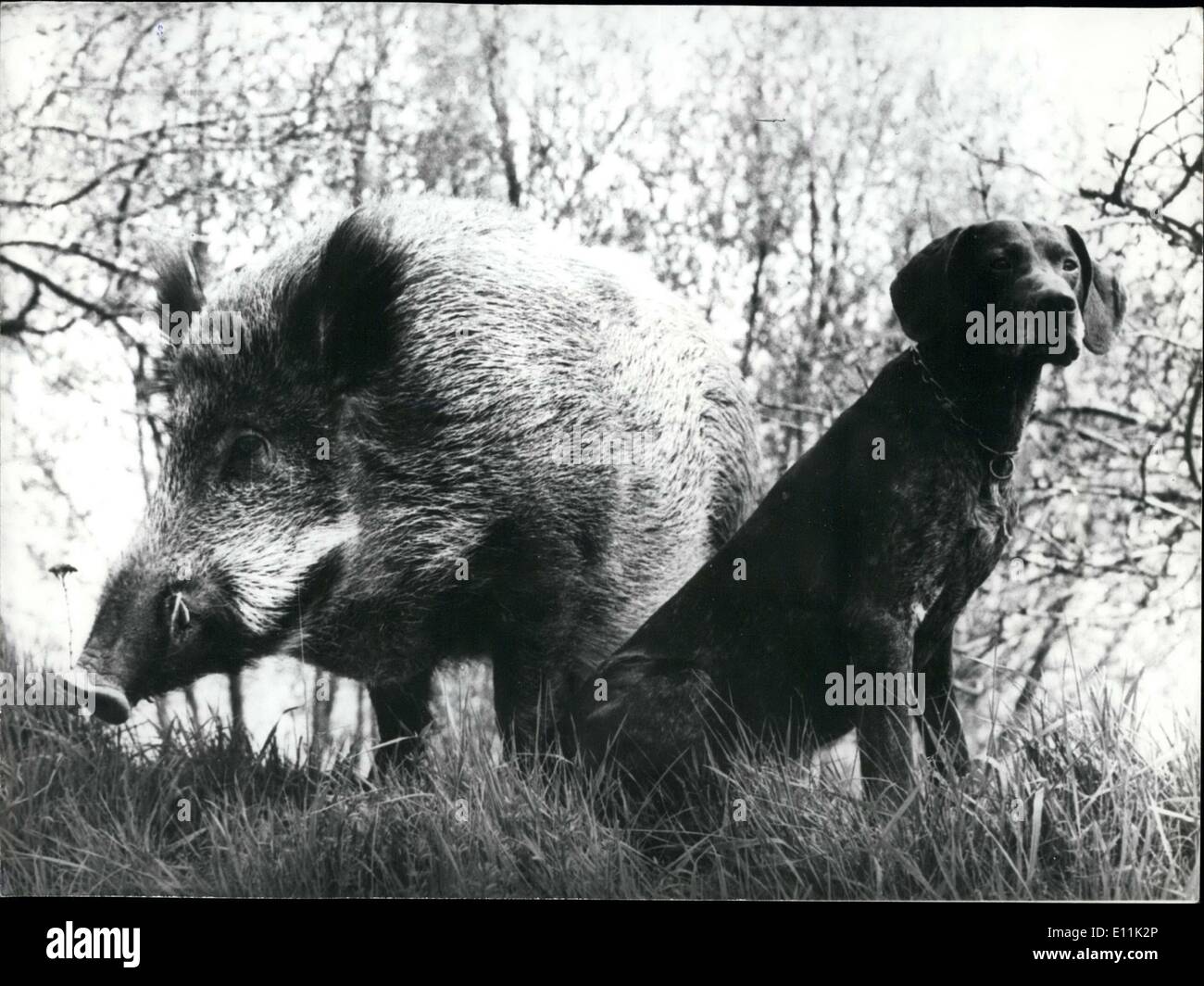 Boar dog hi-res stock photography and images - Alamy