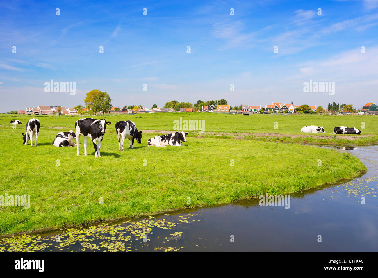 Cows in a field with a village in a background Stock Photo - Alamy
