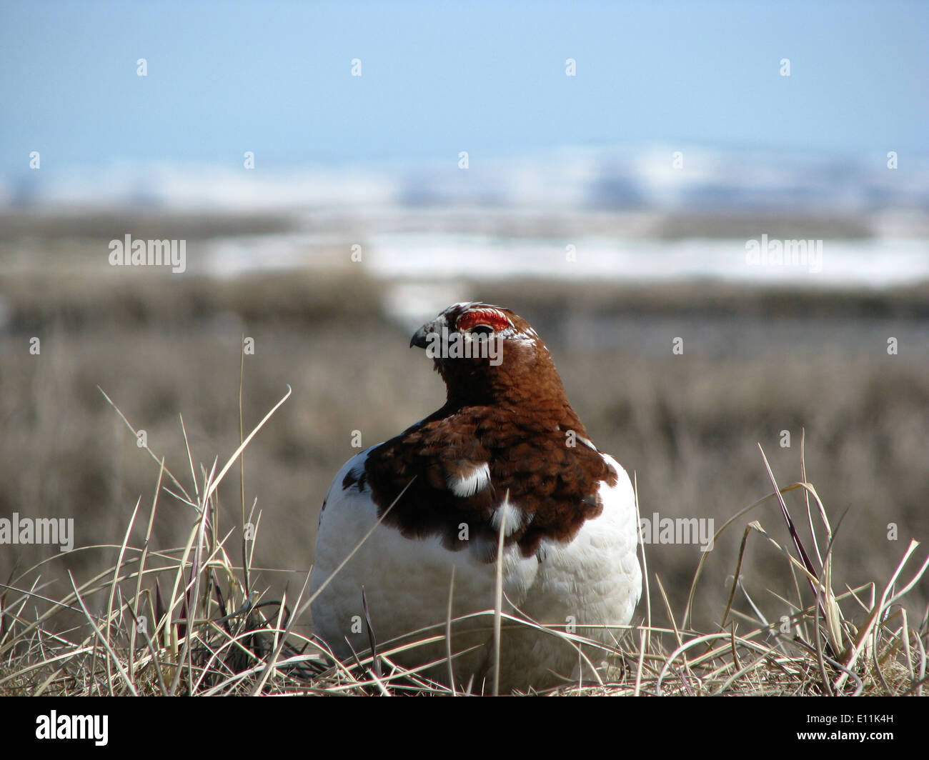 The Willow Ptarmigan, a bird species native to Alaska, is commonly ...