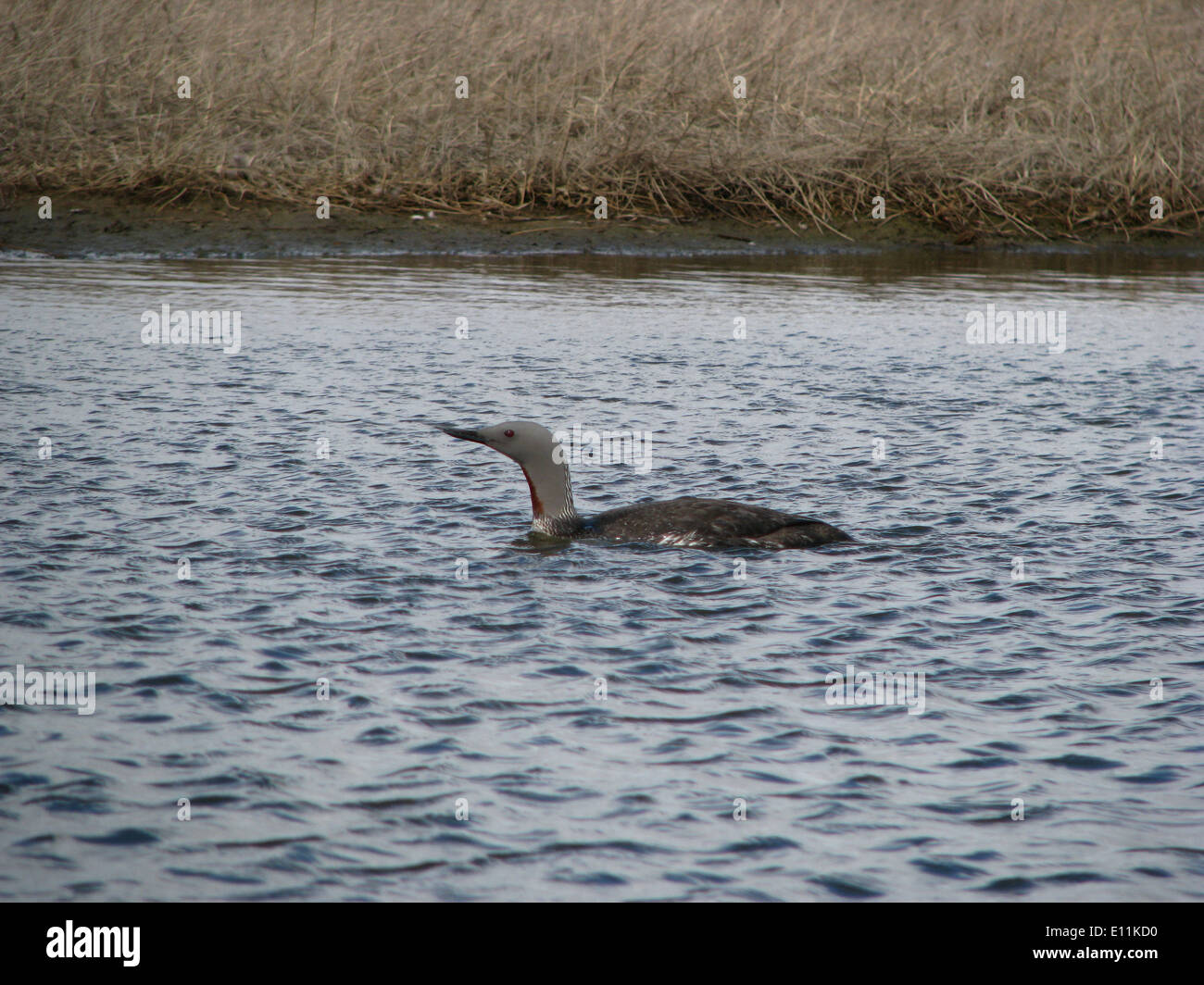 Red throated loon breeding hi-res stock photography and images - Alamy
