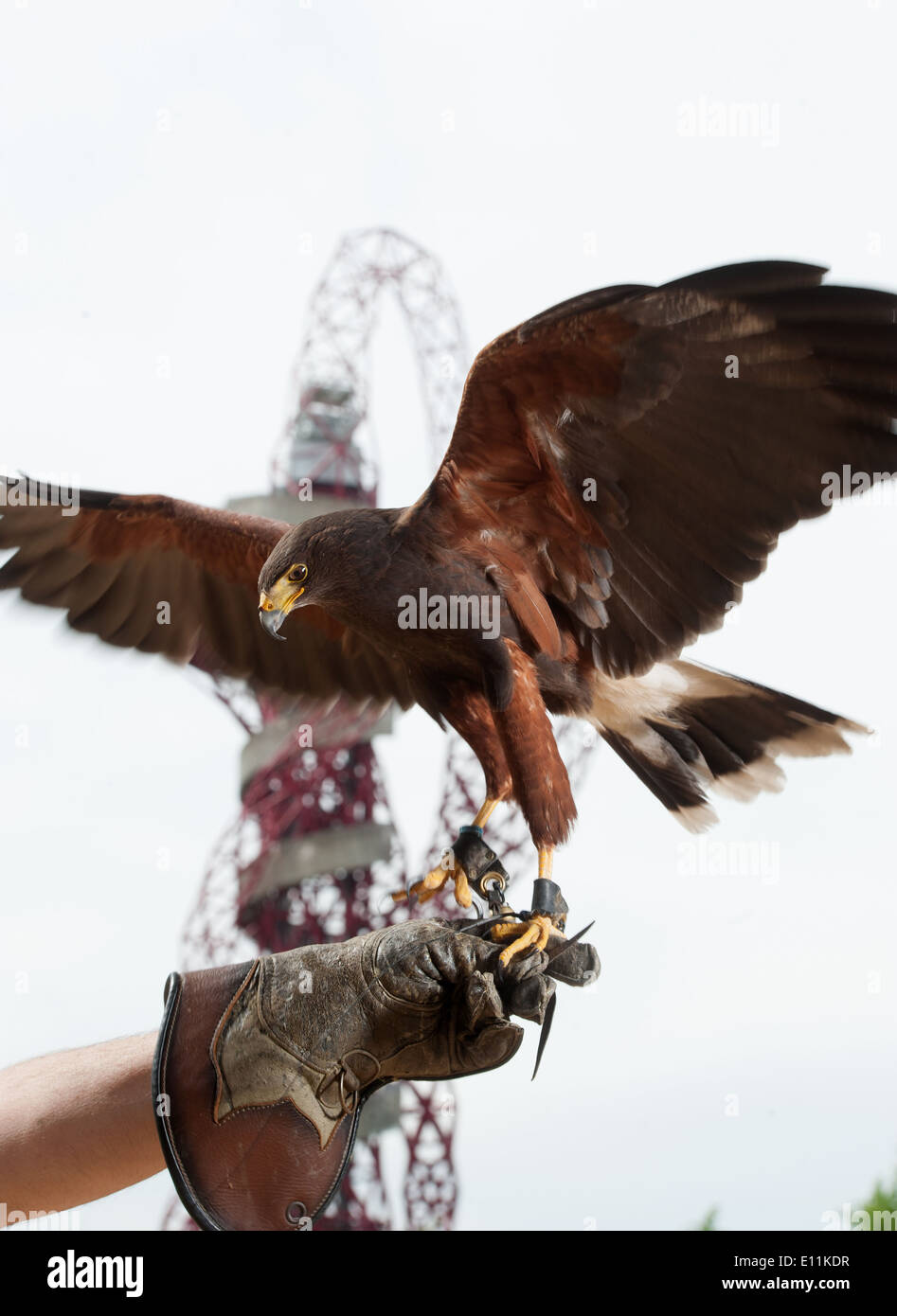 A Harris Hawk sits on owner's gloves in front of Anish Kapoor's ...