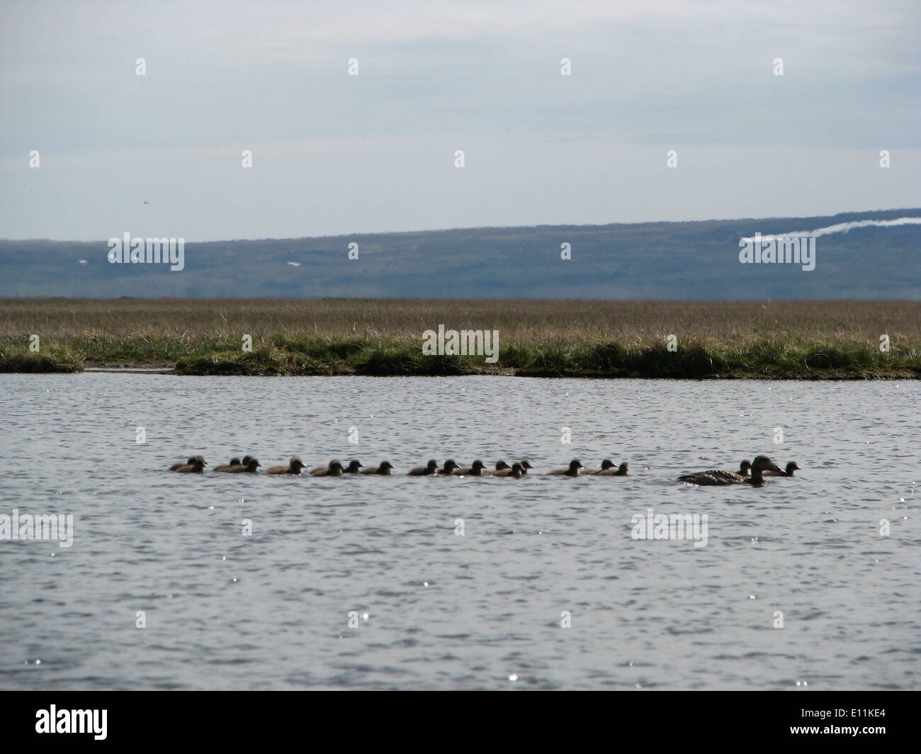 Common Eider ducks are seen with their young in a creche, a group of ...