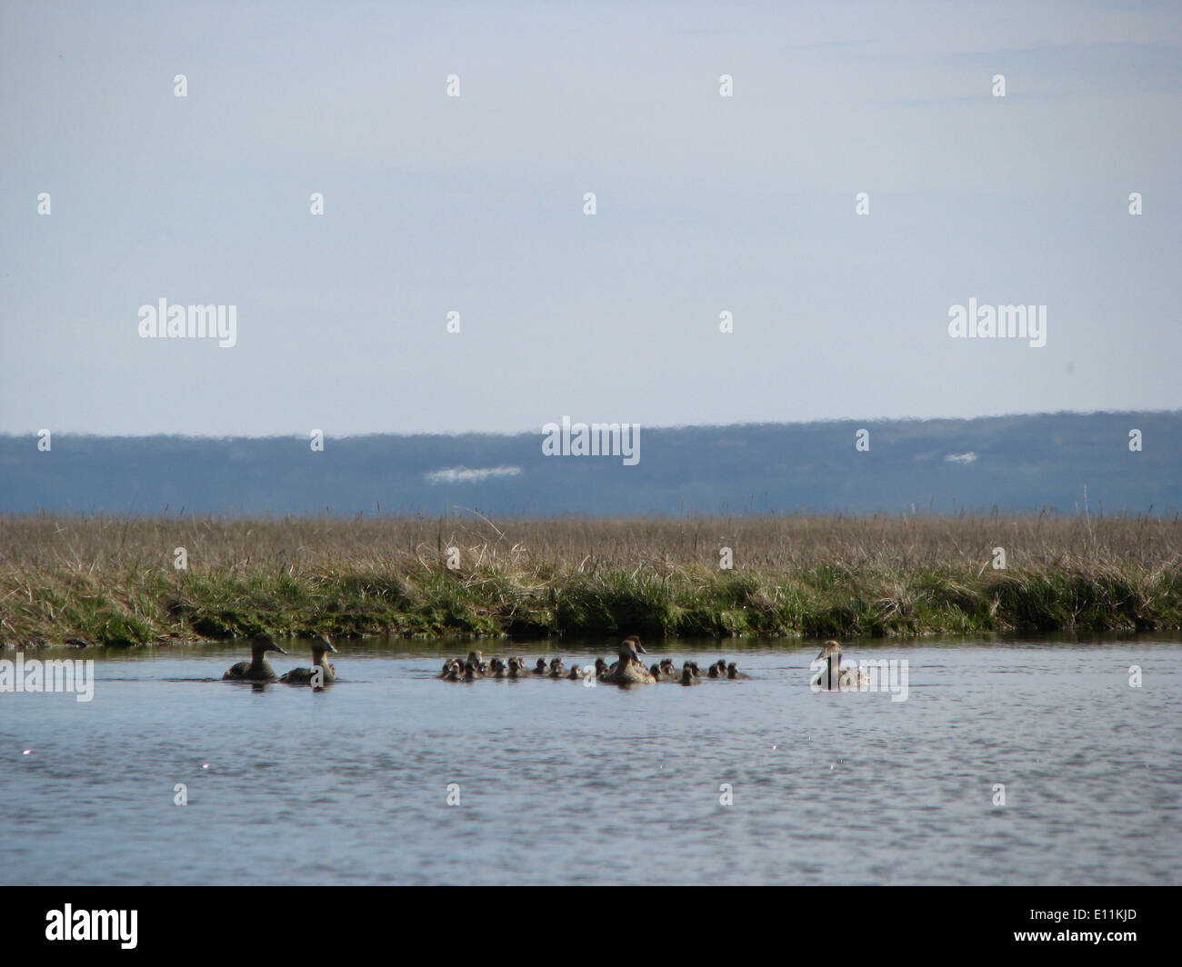 A group of common eider ducks (Somateria mollissima) form a creche in ...