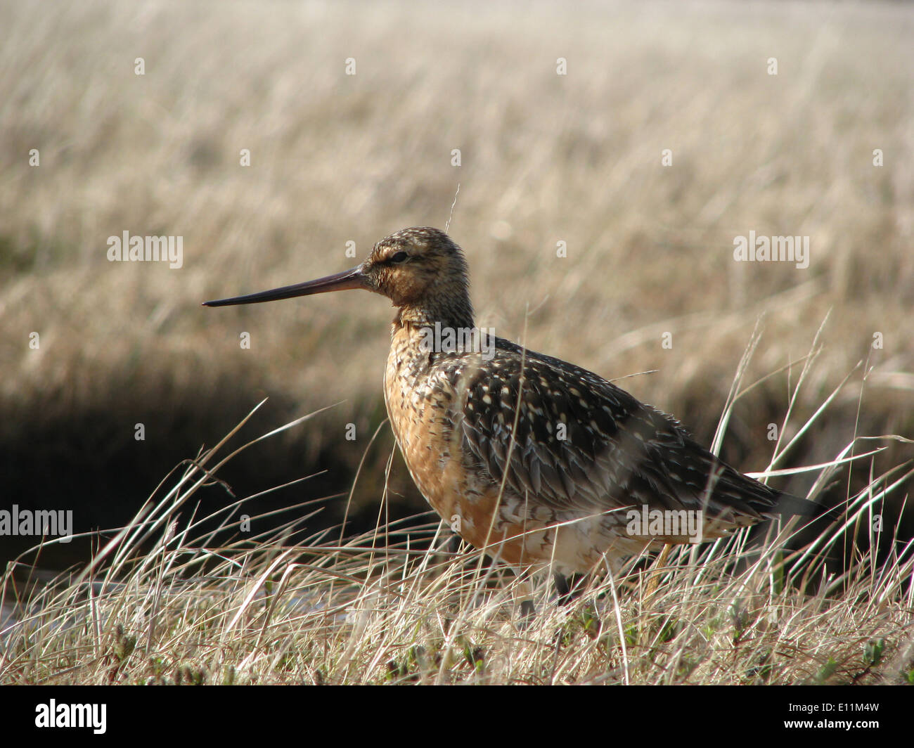 Bar tailed godwit alaska hi-res stock photography and images - Alamy