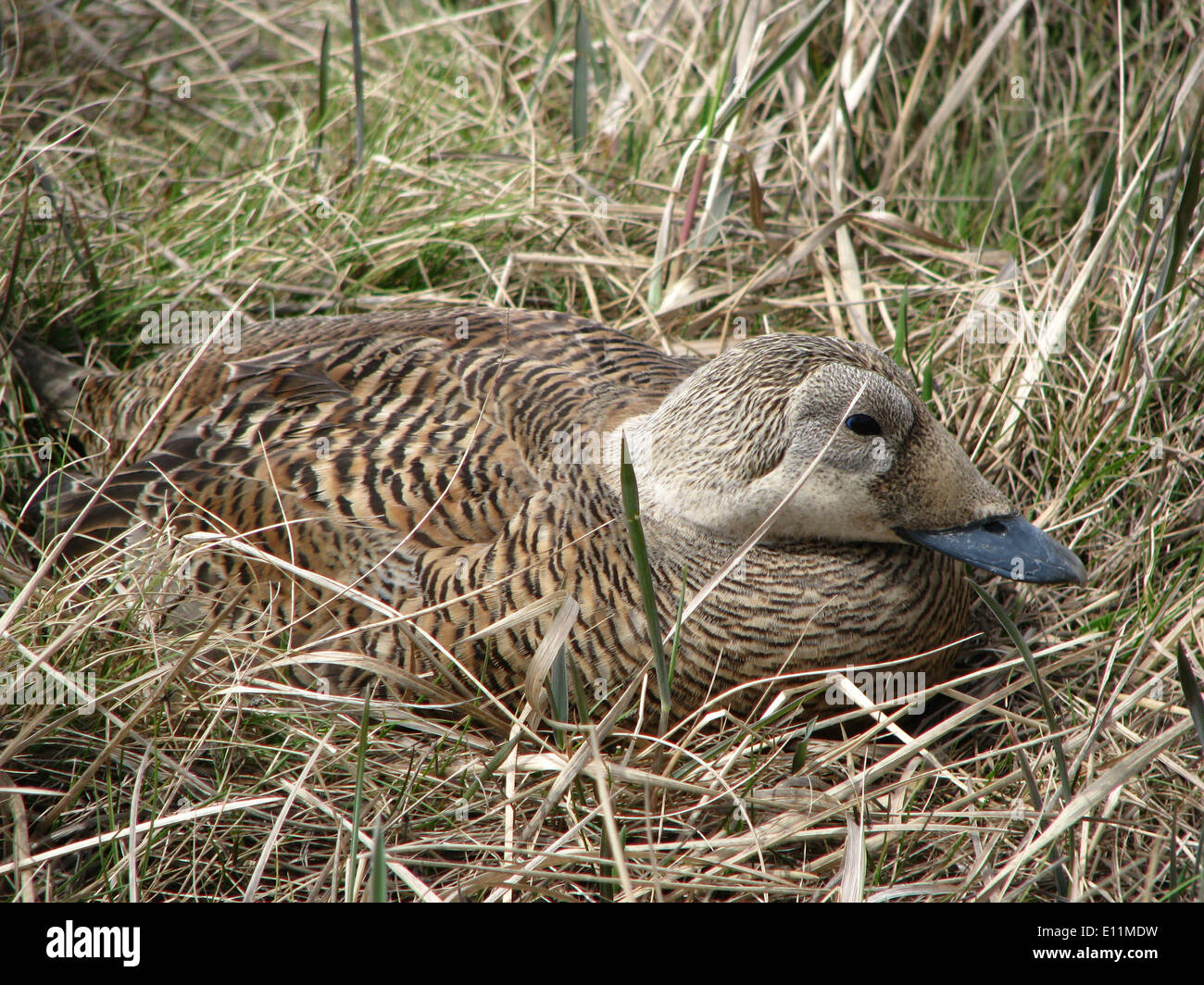 The Spectacled Eider, an endangered bird species, incubates its eggs in ...