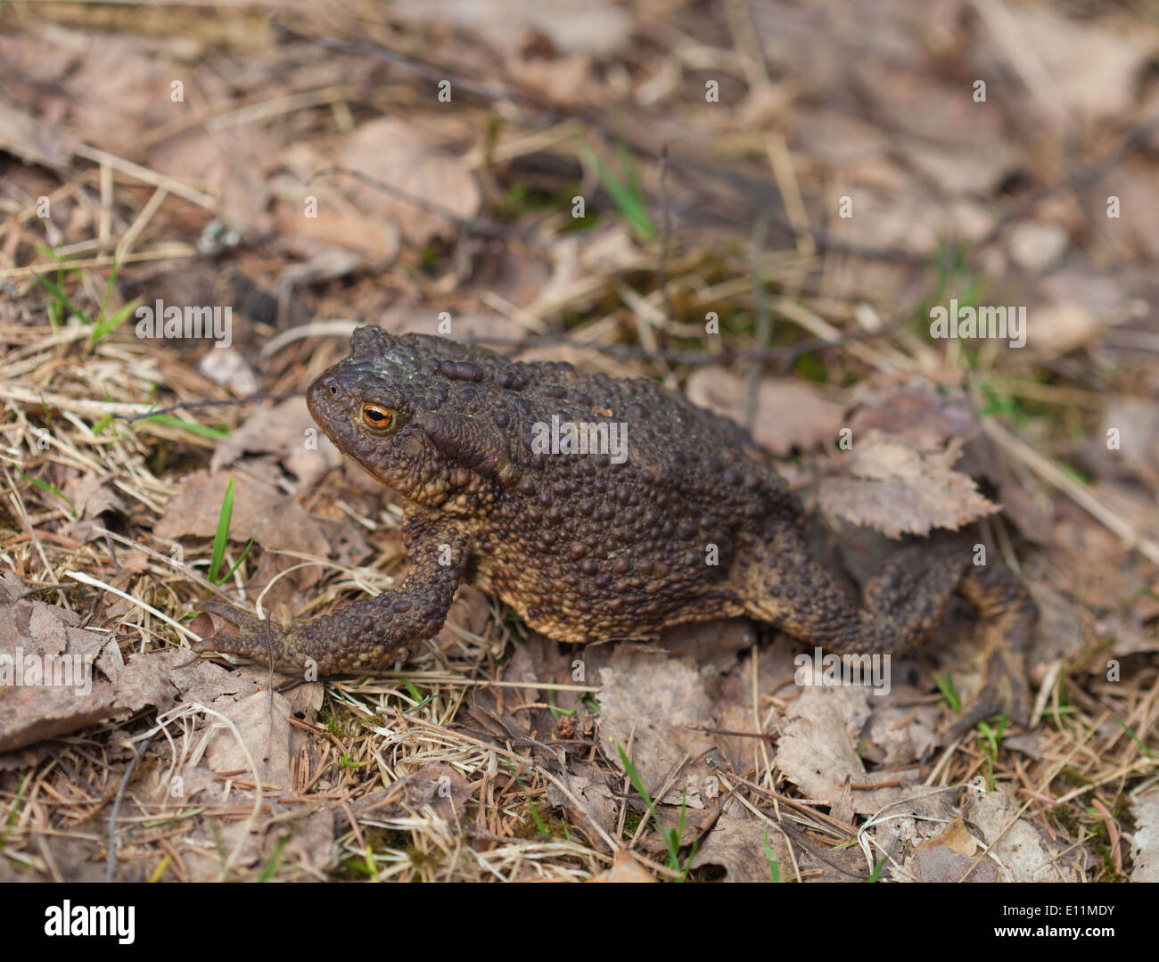 toad in spring Stock Photo - Alamy
