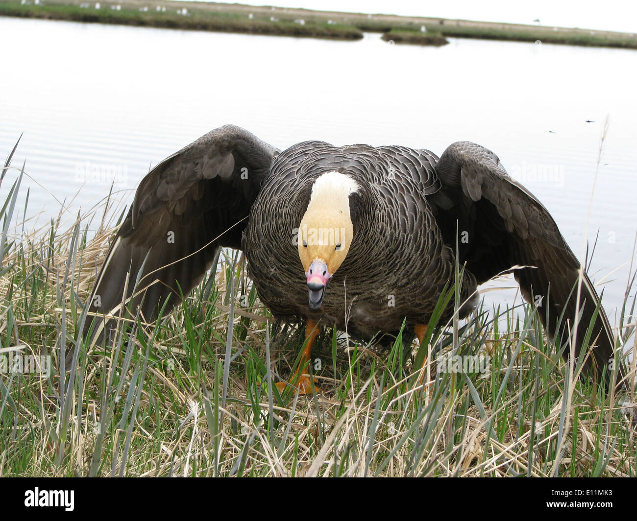 A female emperor goose in Alaska defends her nest during the summer ...