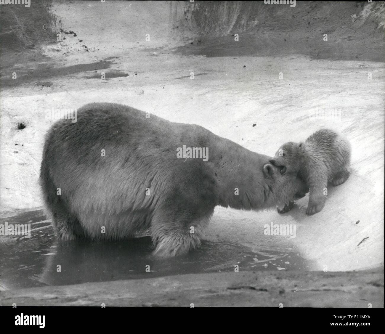 Chinook baby polar bear hi-res stock photography and images - Alamy
