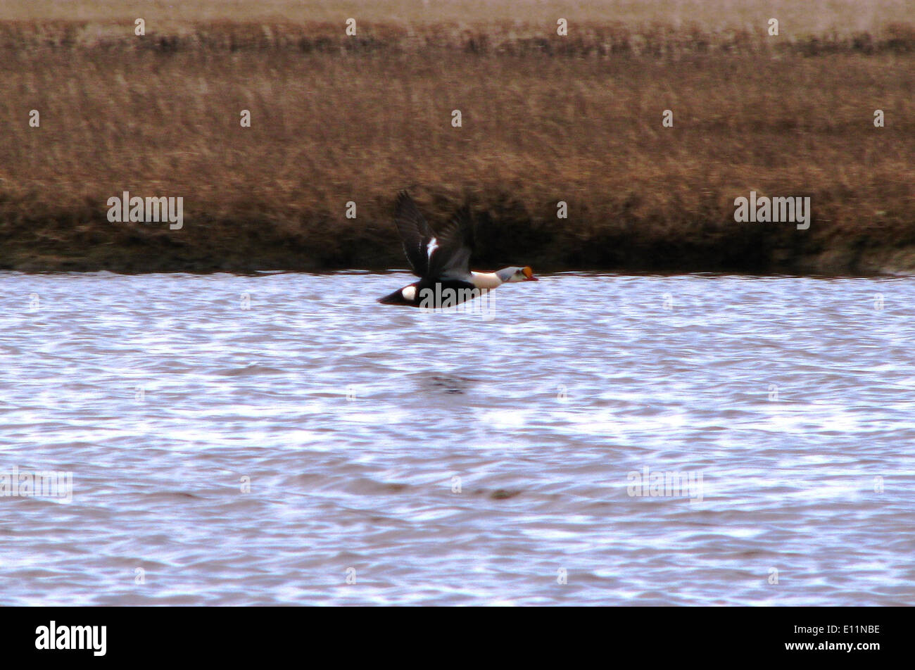 King eider flight hi-res stock photography and images - Alamy