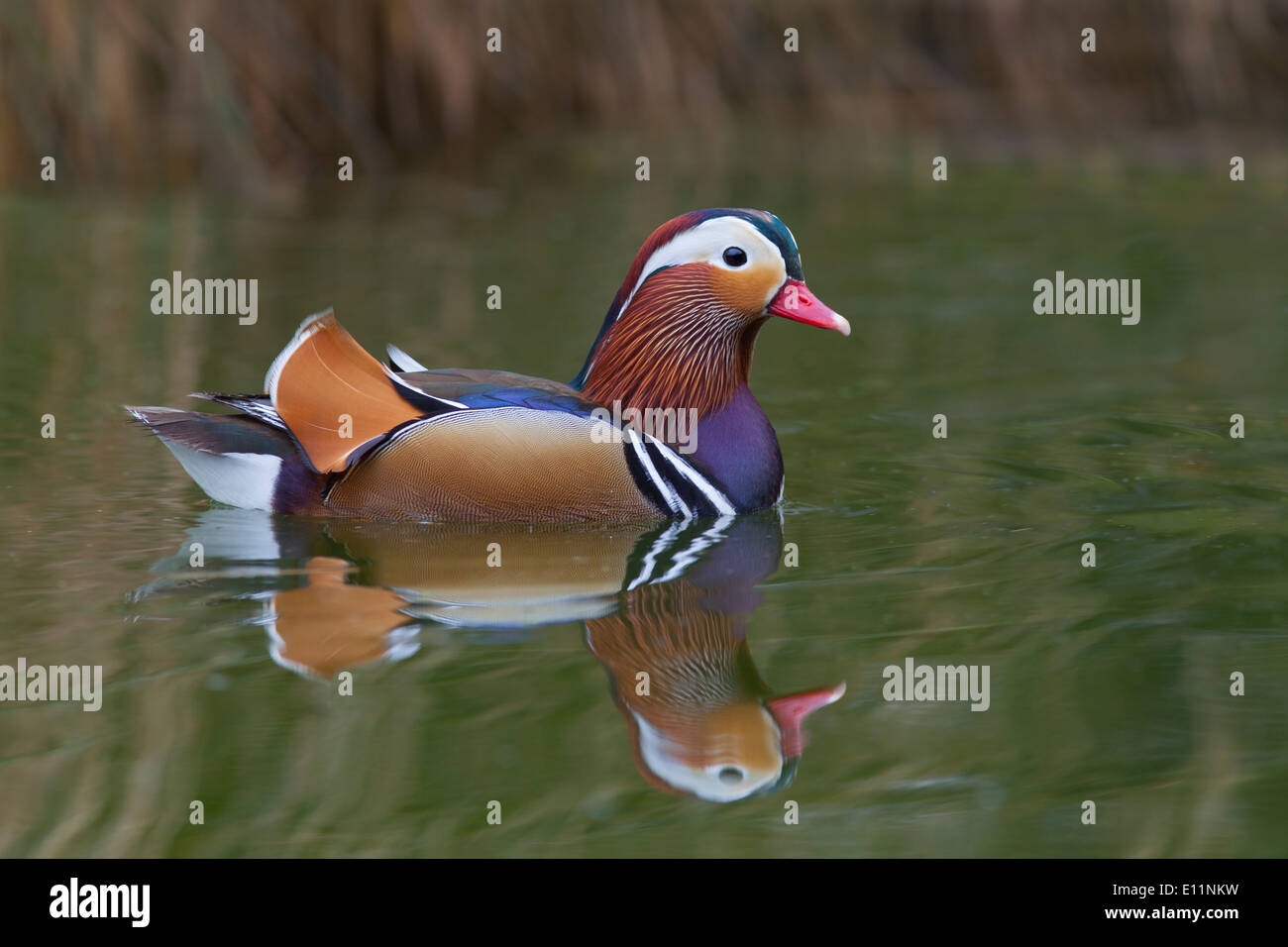 Freshwater spring china hi-res stock photography and images - Alamy