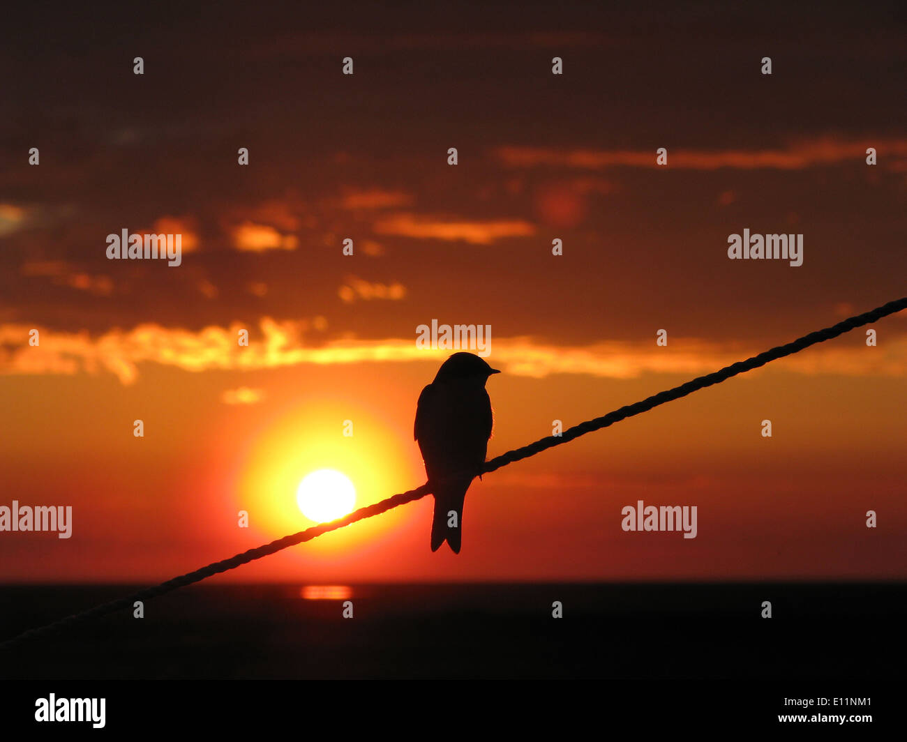 A tree swallow silhouette against an Alaskan sunset represents the ...