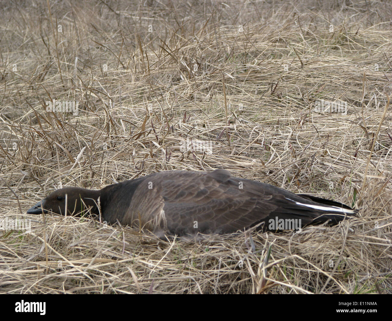 Pacific black brant geese hi-res stock photography and images - Alamy