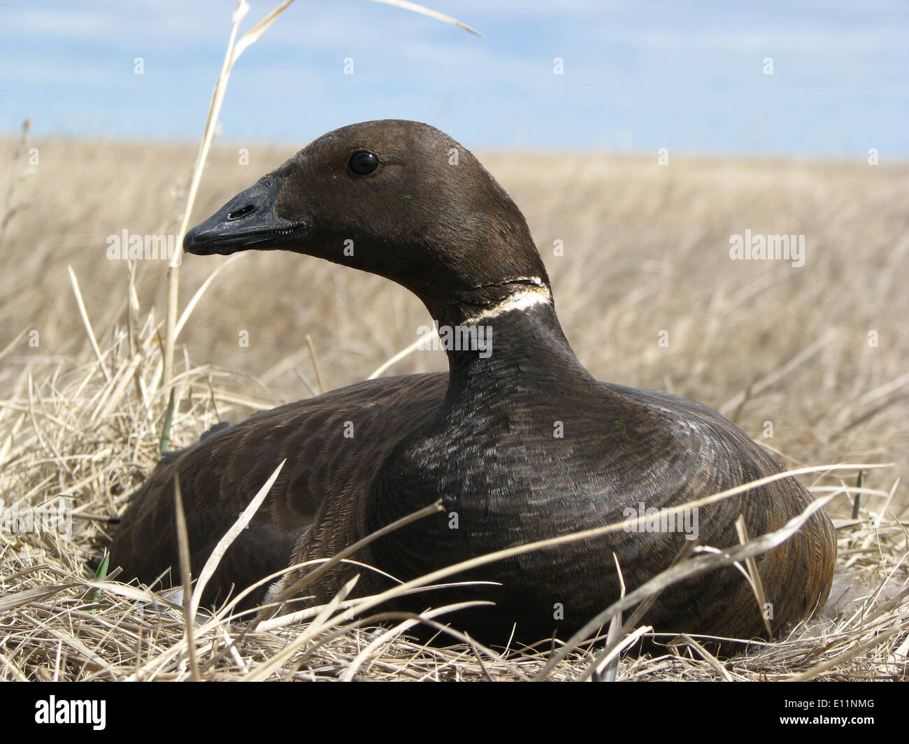 Pacific black brant geese hi-res stock photography and images - Alamy