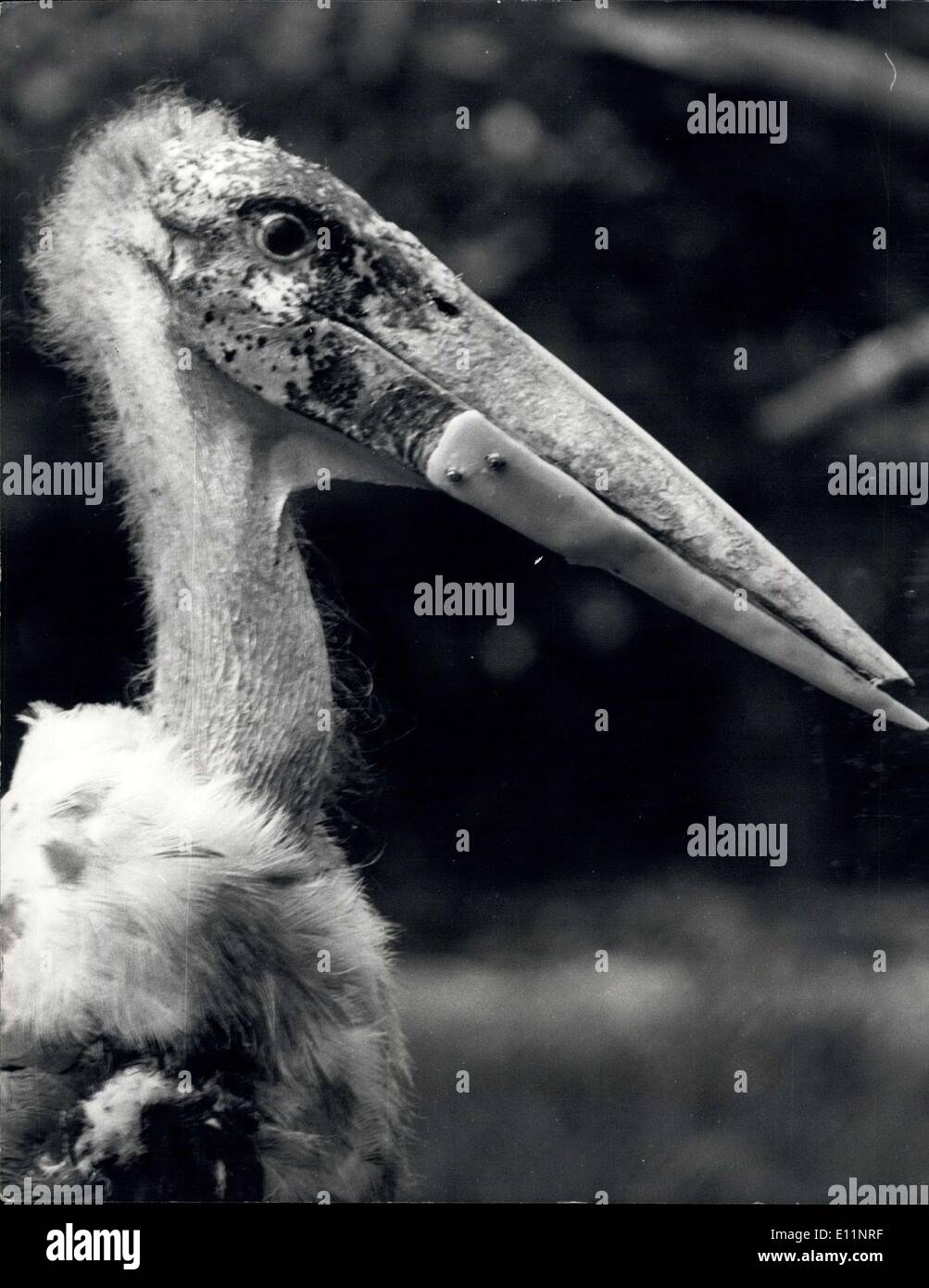 Lower denture hi-res stock photography and images - Alamy