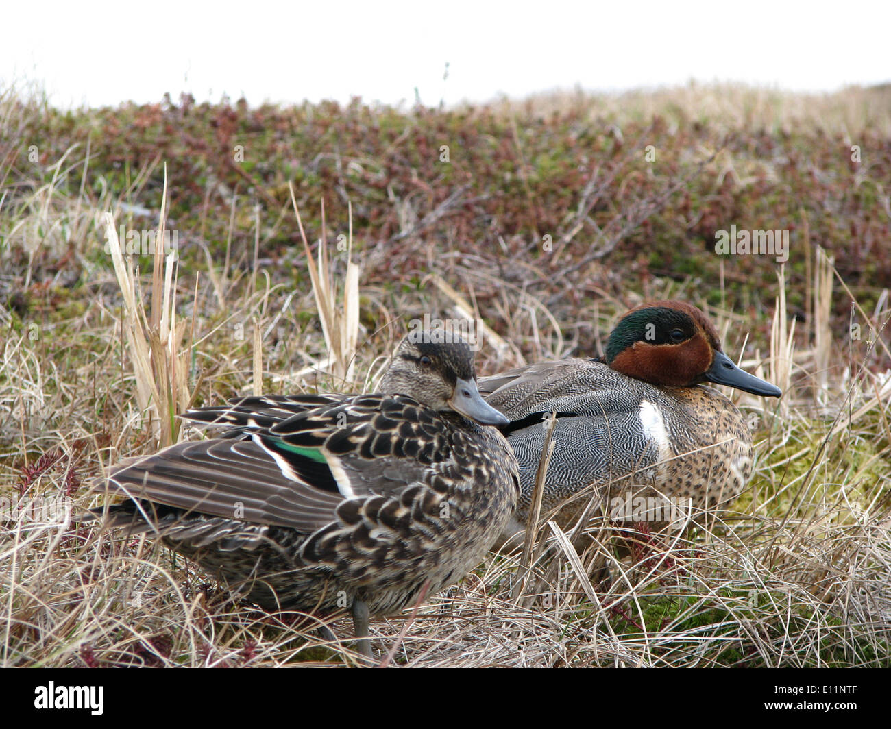 A pair of Green-winged Teal are spotted in Alaska during the summer ...