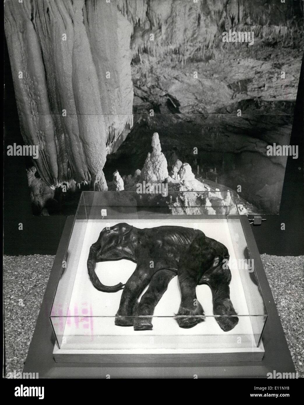 May 05, 1979 - 40,000 years old baby Mammoth at the USSR National ...