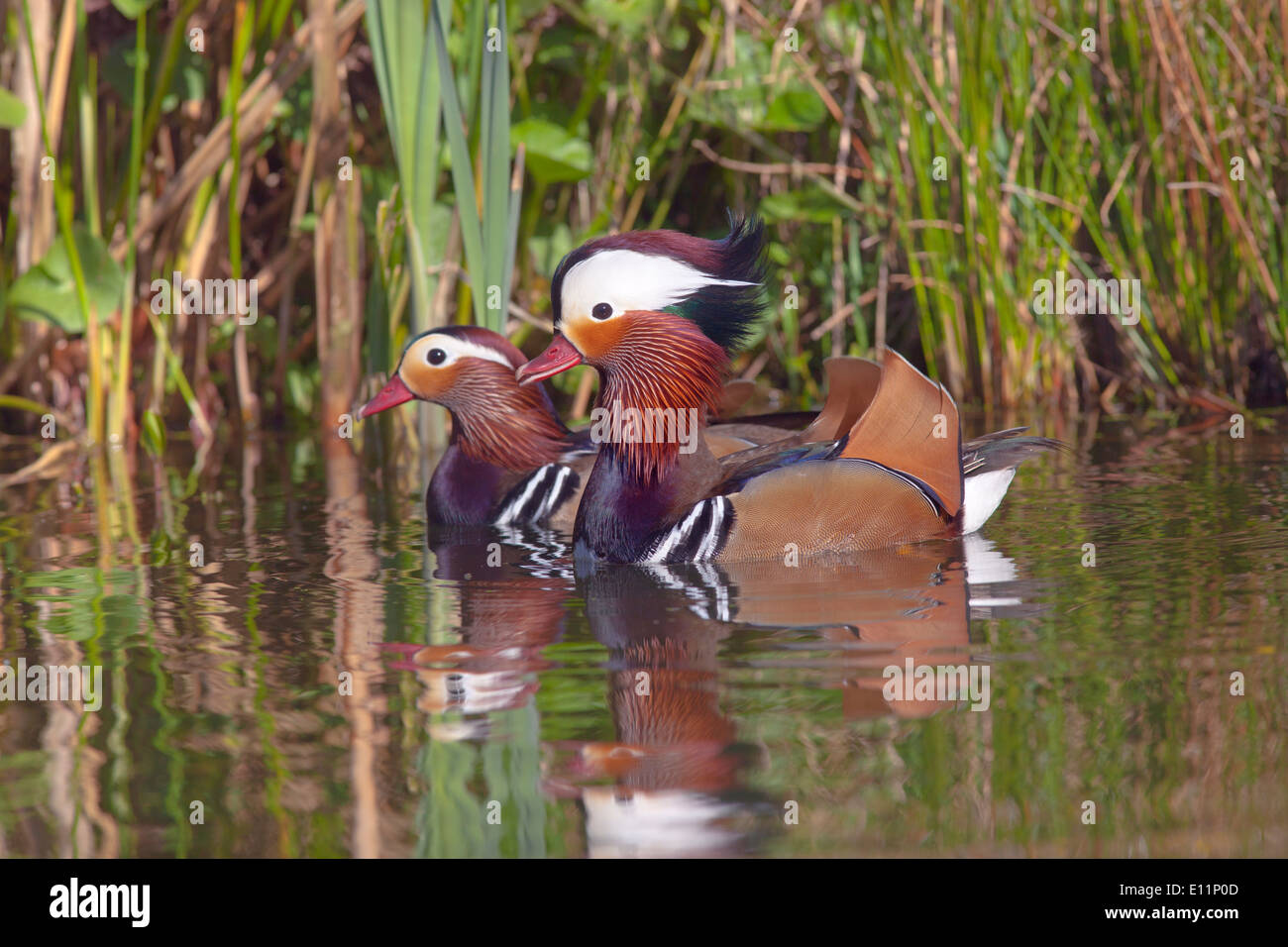 Freshwater spring china hi-res stock photography and images - Alamy