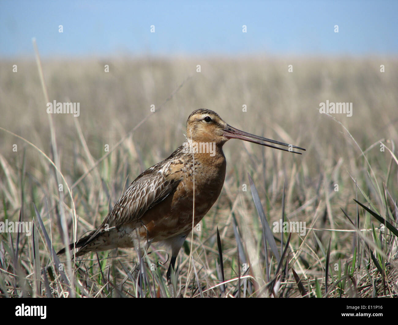 Strutting his stuff hi-res stock photography and images - Alamy