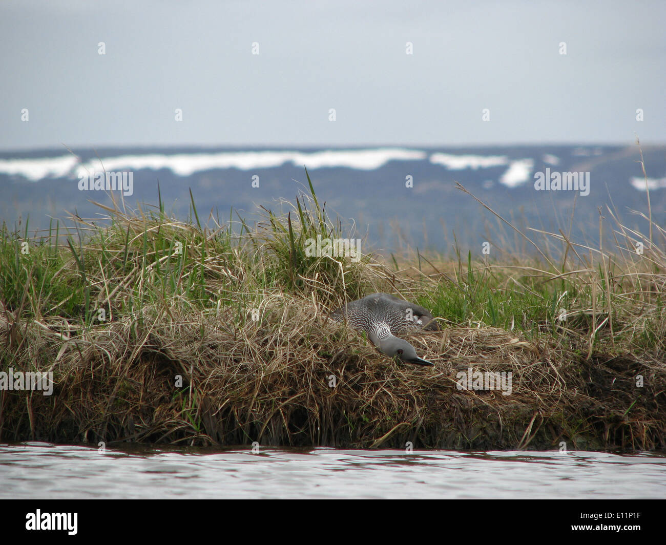 A red-throated loon is seen nesting in Alaska, a key species that ...