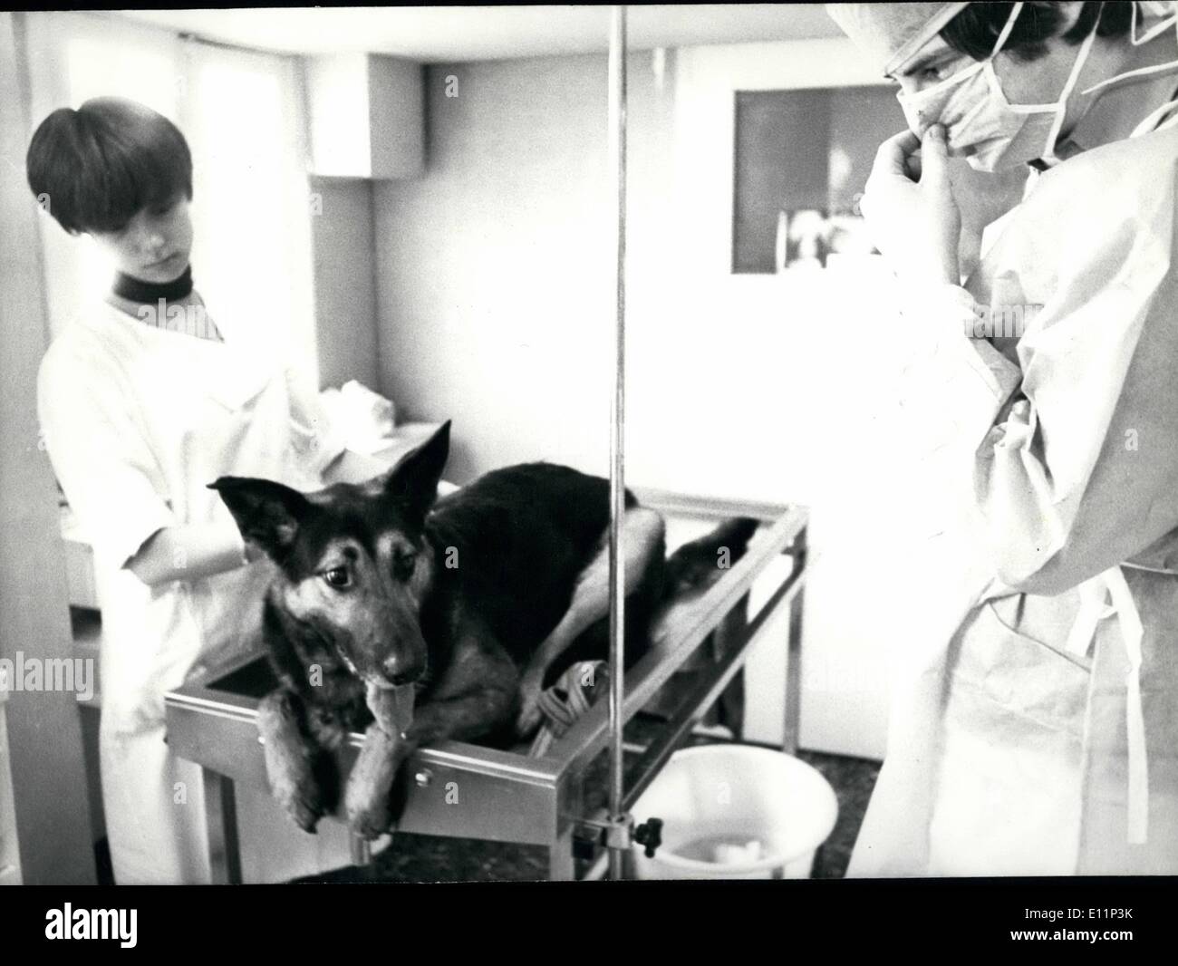 May 05, 1979 - This courageous German Shepherd attacked a thief at his ...