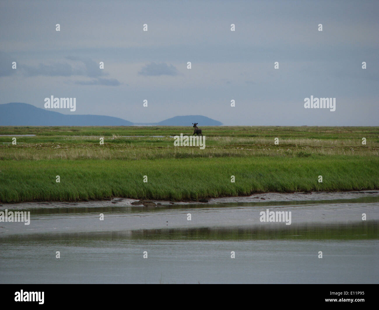 Moose sighting hi-res stock photography and images - Alamy