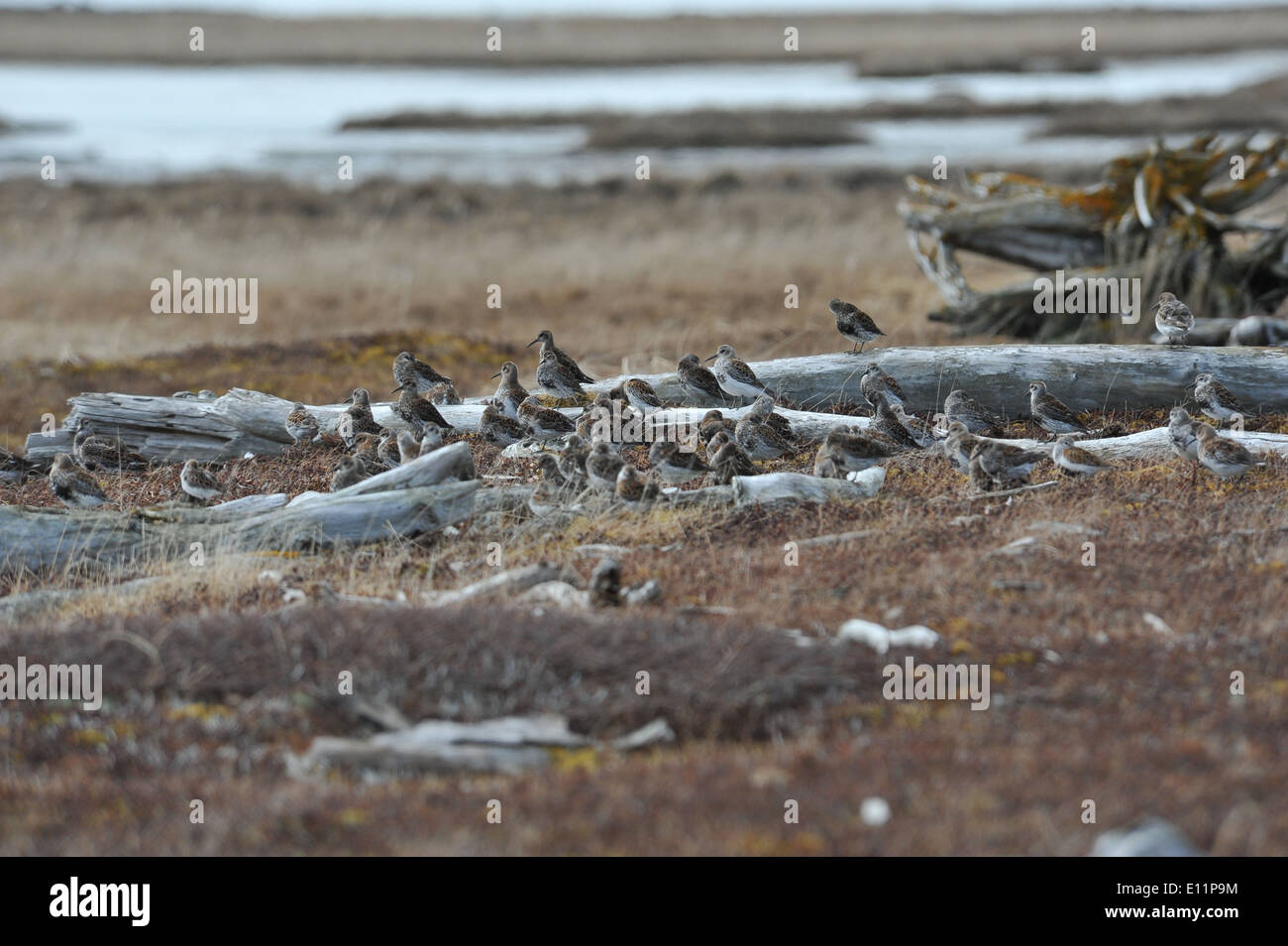 Group of shorebirds hi-res stock photography and images - Alamy