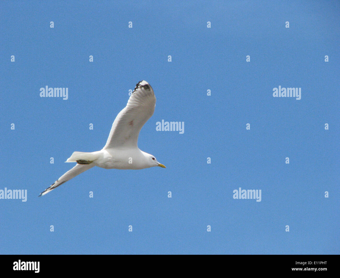 A gull in flight over an Alaskan field during the summer field season ...