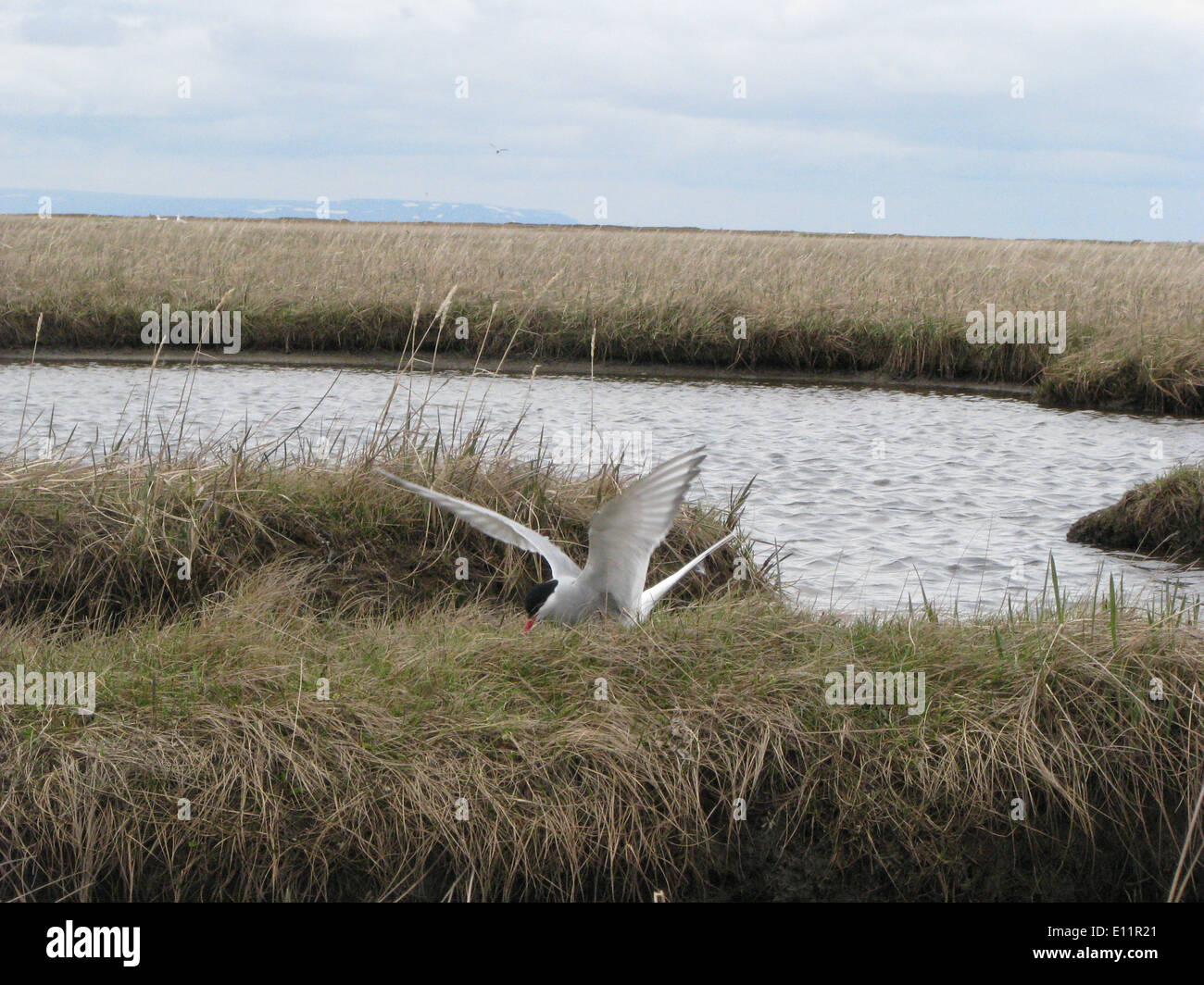 An Arctic Tern returns to its nest in Alaska after a brief flight ...