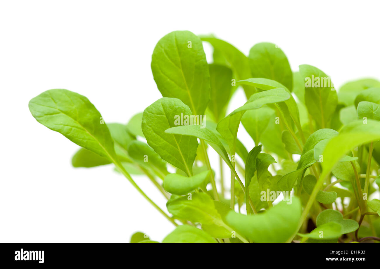Rocket leaves cut out hi-res stock photography and images - Alamy