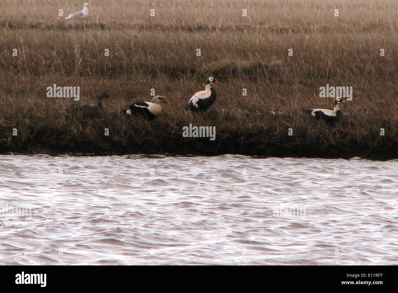 A pair of King Eiders, a species of sea duck, share the tundra with ...
