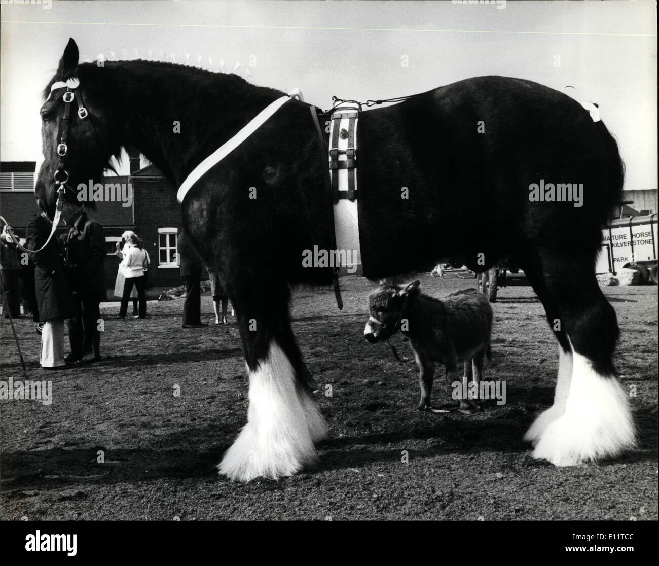 Mar. 03, 1980 - Little meets large in the Brewery: Henry Cooper made a ...