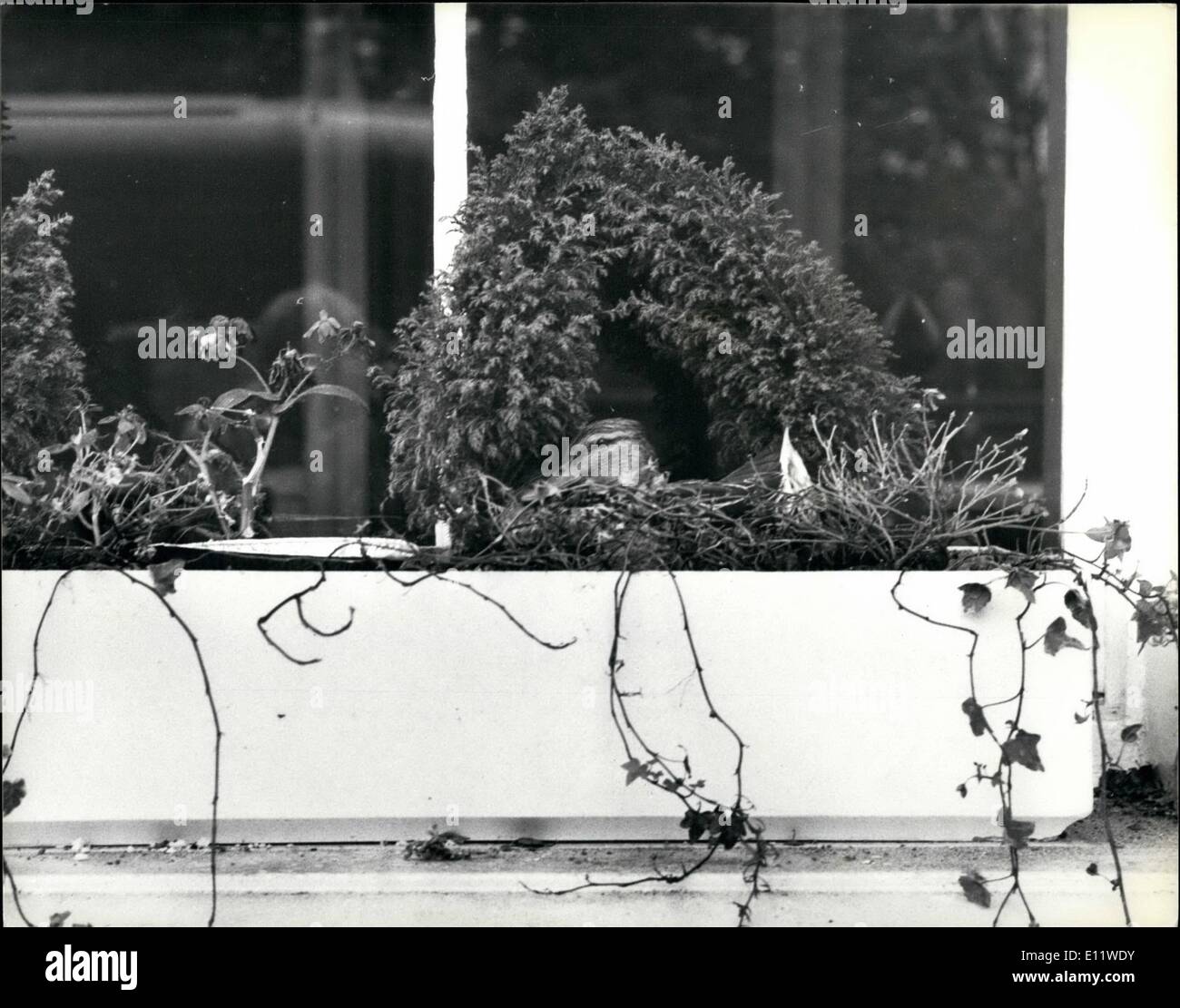 May 05, 1980 - Not even the terrorists could move this duck: This duck ...