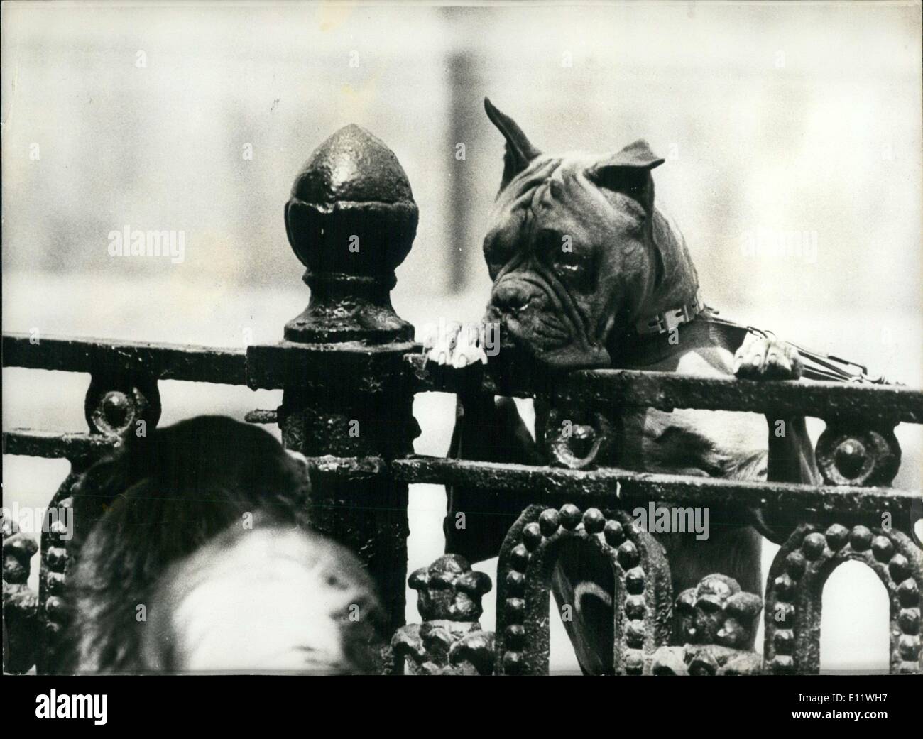 1980 large dog chained behind fence hi-res stock photography and images ...