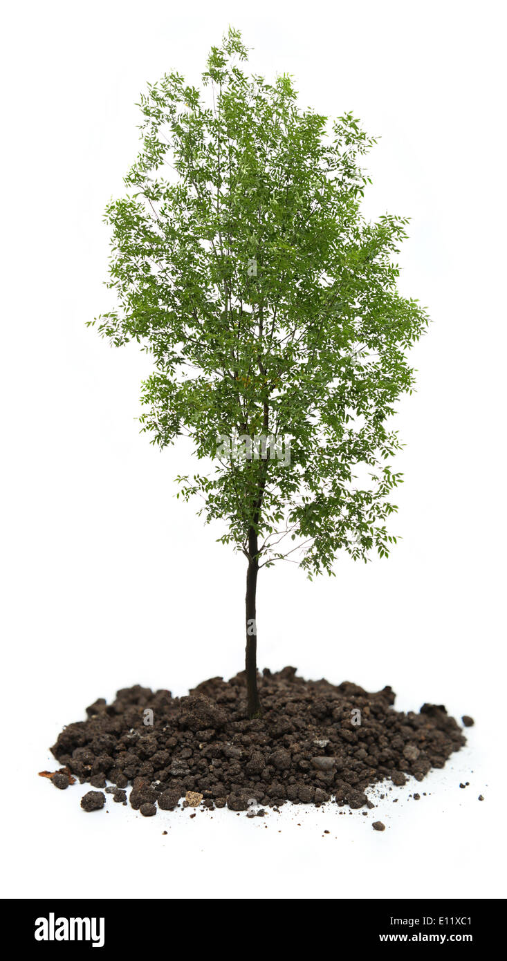 Green ash tree hi-res stock photography and images - Alamy