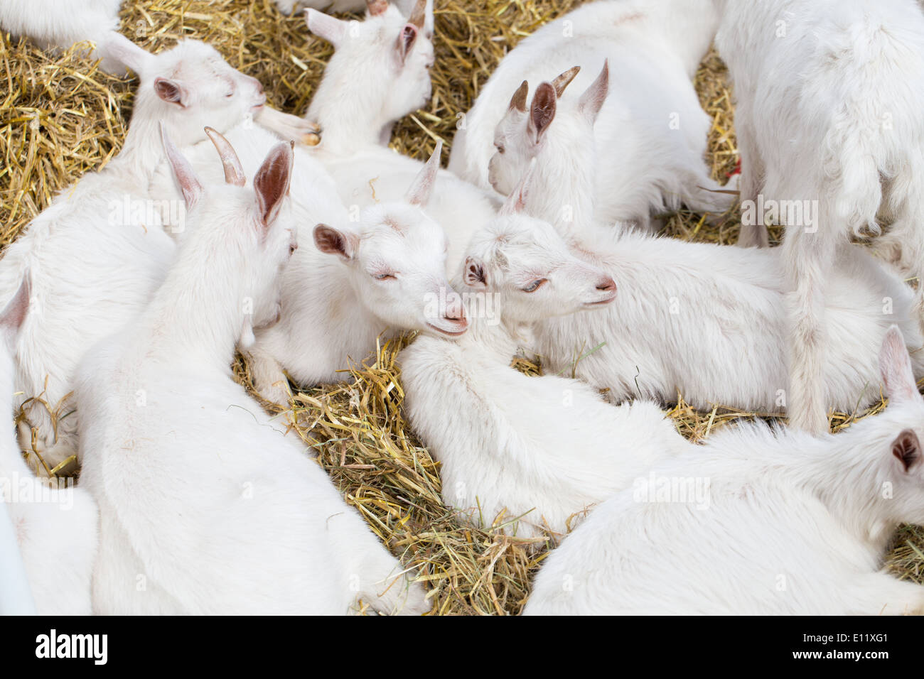 Straw goats hi-res stock photography and images - Alamy
