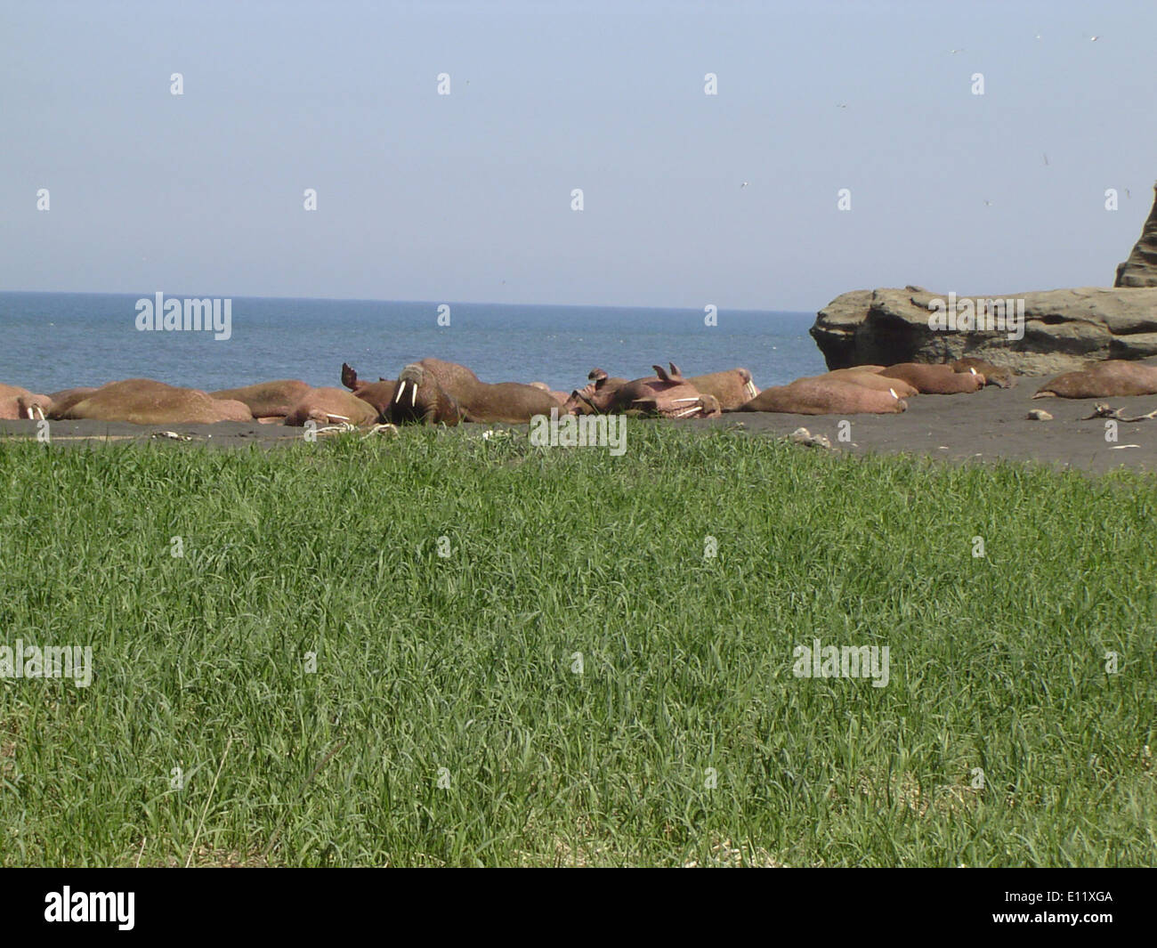 A walrus colony is located in the Alaska Peninsula and Becharof ...