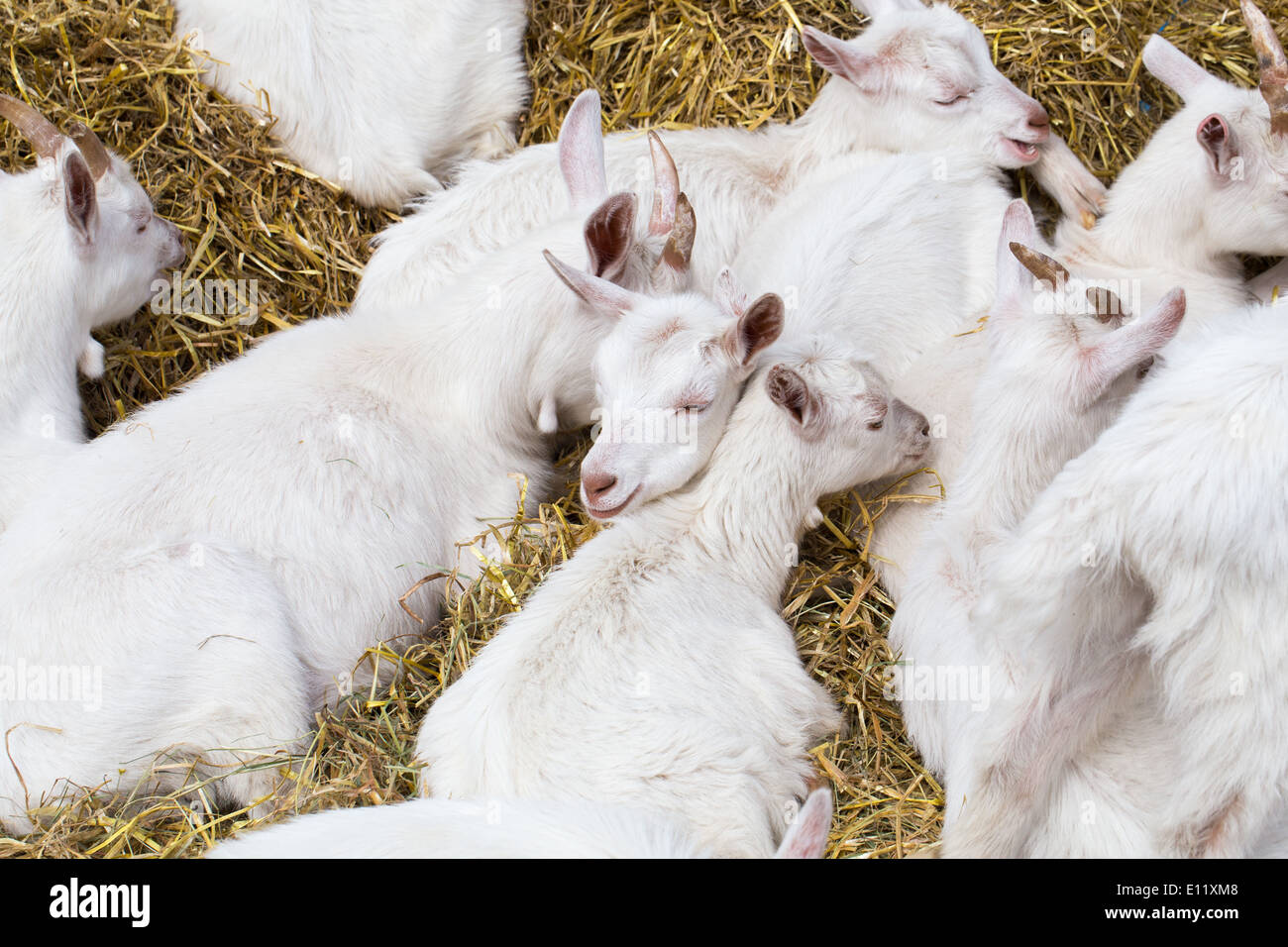 Straw goats hi-res stock photography and images - Alamy
