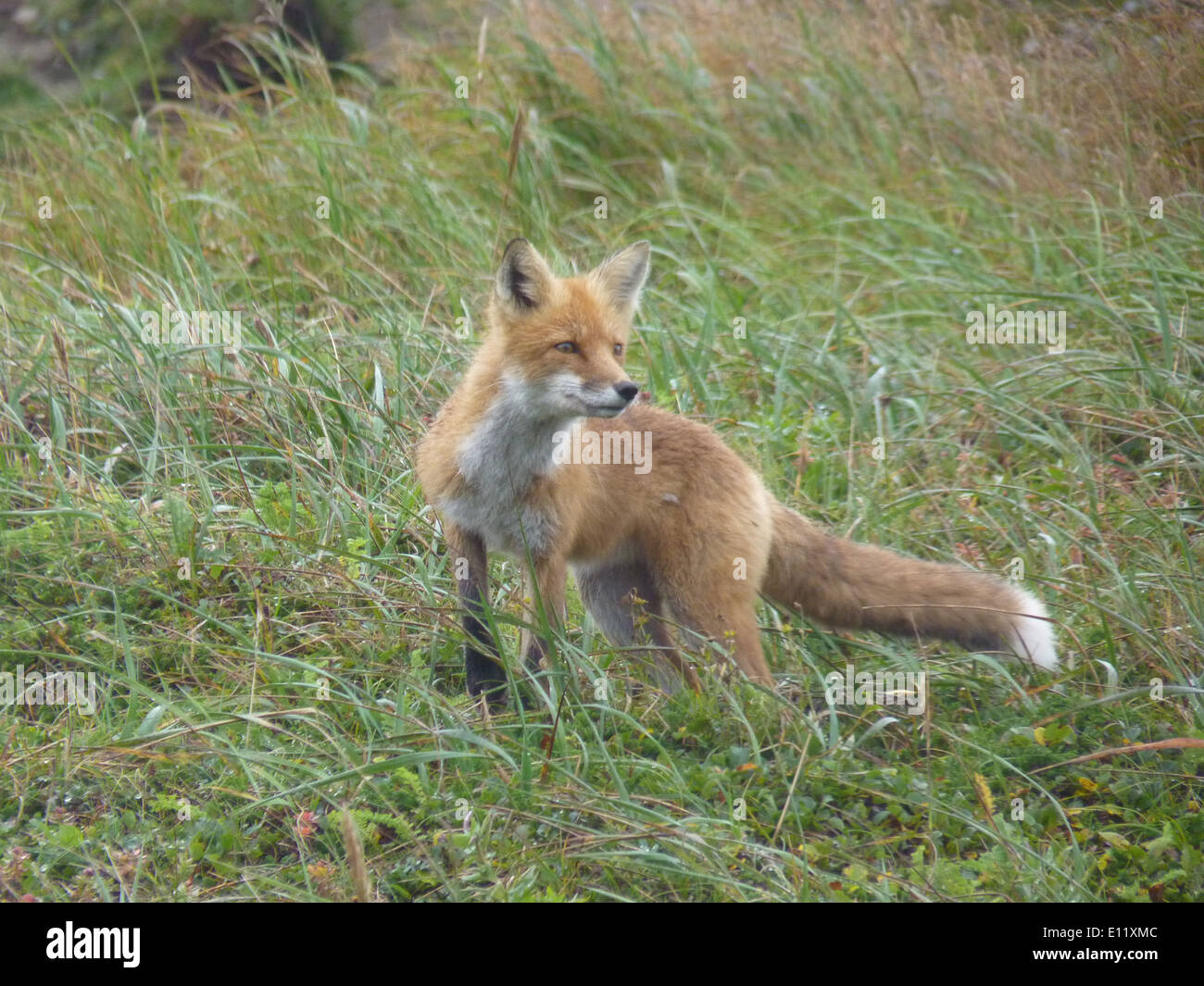 A red fox is spotted at Puale Bay within the Becharof National Wildlife ...