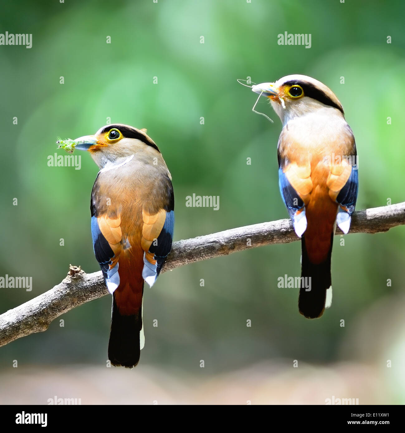 Silver breasted broadbill hi-res stock photography and images - Alamy