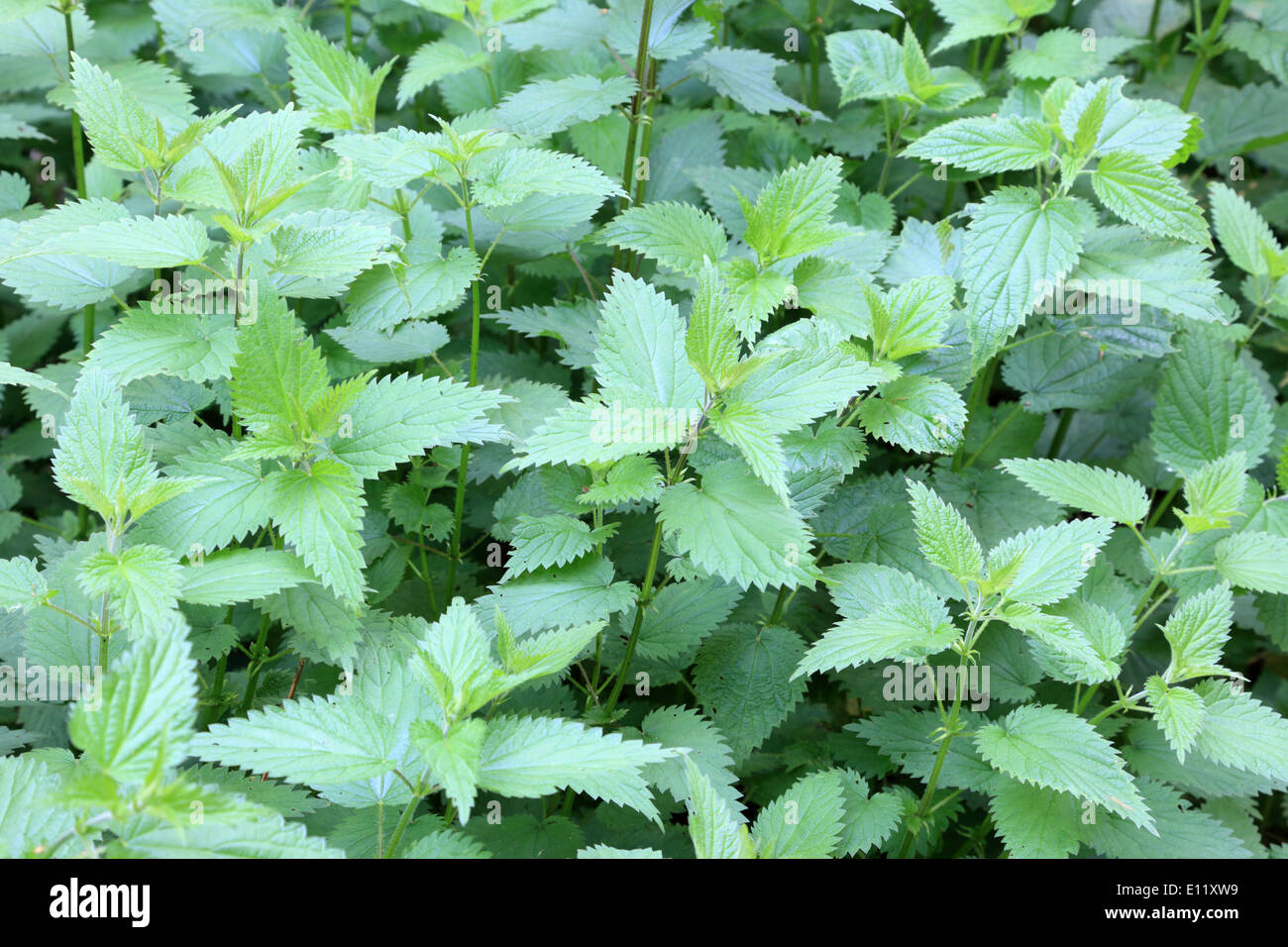 Wild nettle in the forest Stock Photo - Alamy