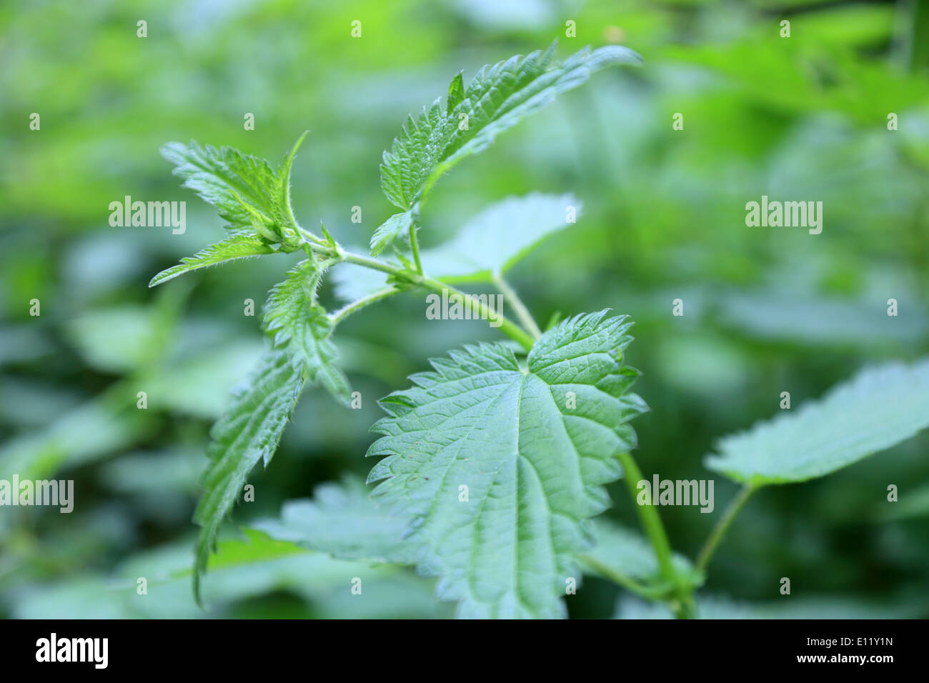 Leaf of stinging nettle Stock Photo - Alamy