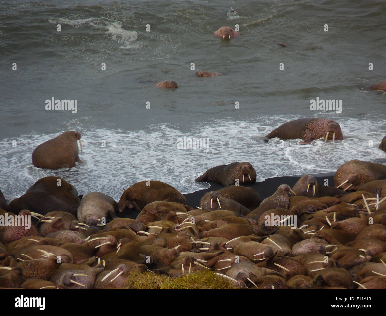Walrus Colony Stock Photo - Alamy