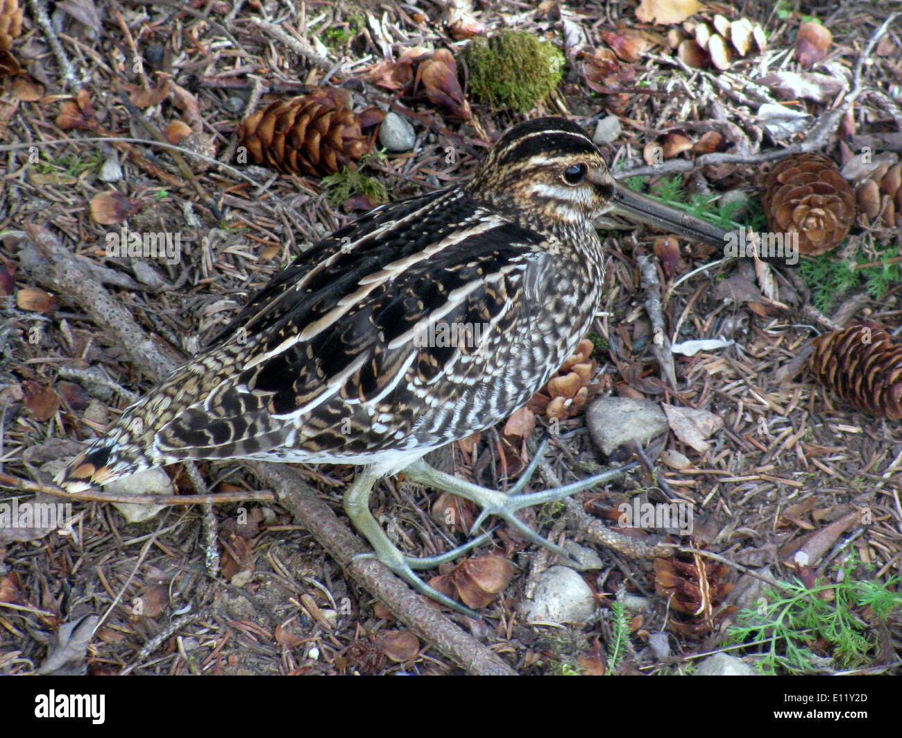 The Common Snipe, found in the Alaska Peninsula and Becharof National ...