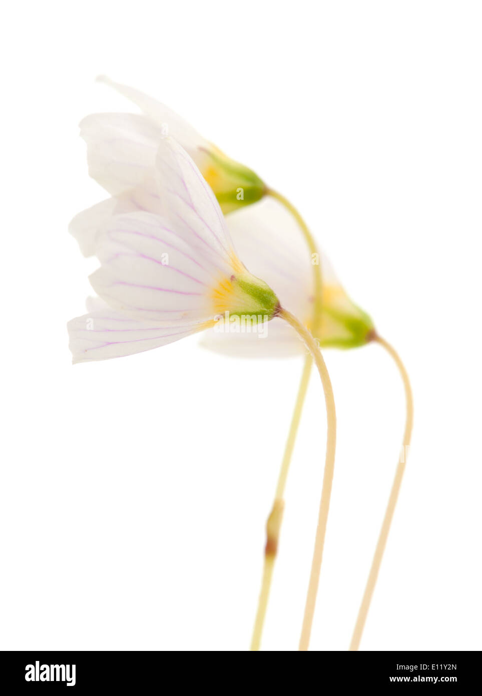 Macro small white flowers Cut Out Stock Images & Pictures - Alamy