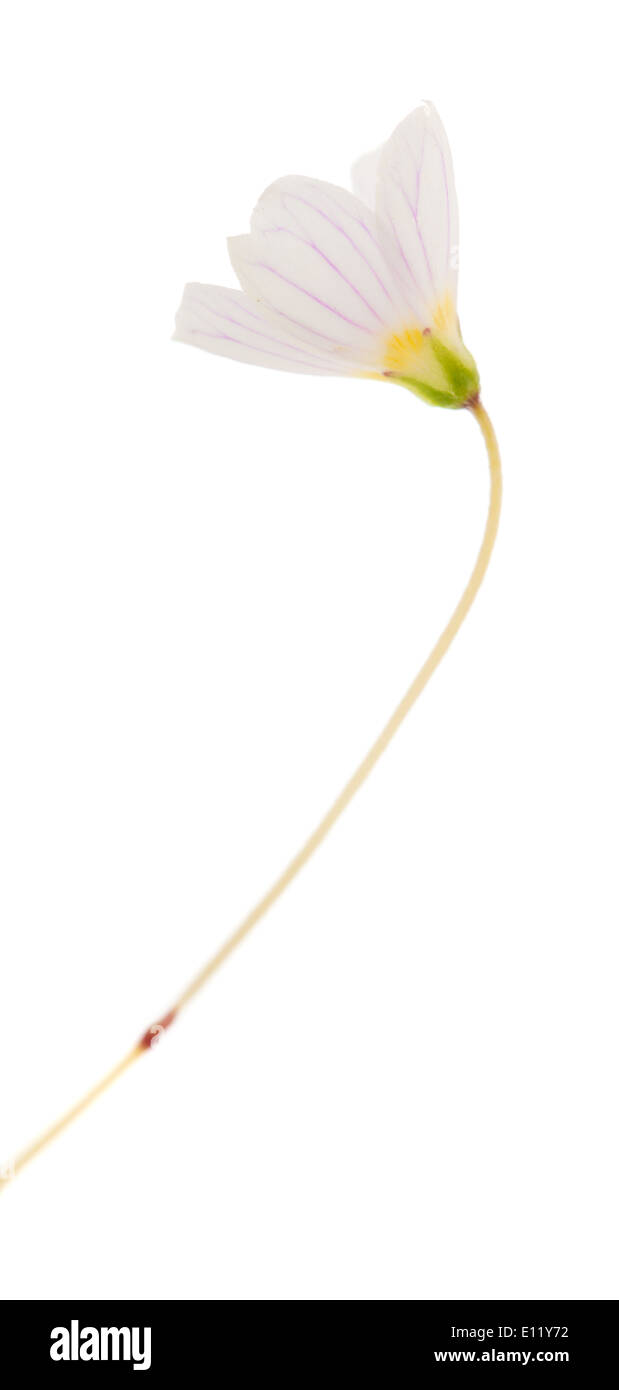 Macro small white flowers Cut Out Stock Images & Pictures - Alamy