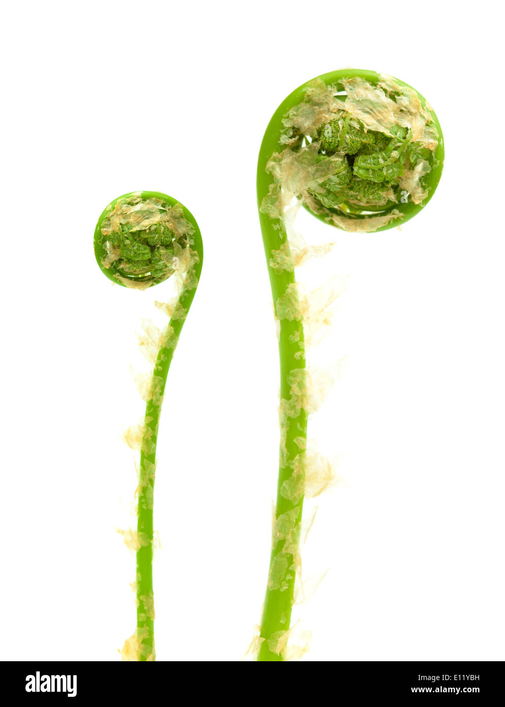 fern leaf unfolding isolated on white Stock Photo - Alamy