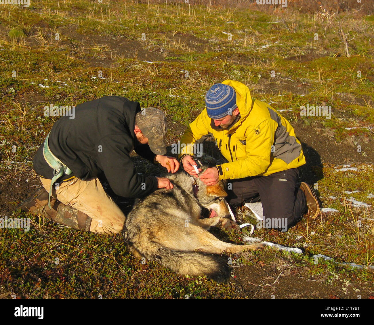 Wolf data collection efforts are conducted in the Alaska Peninsula and ...