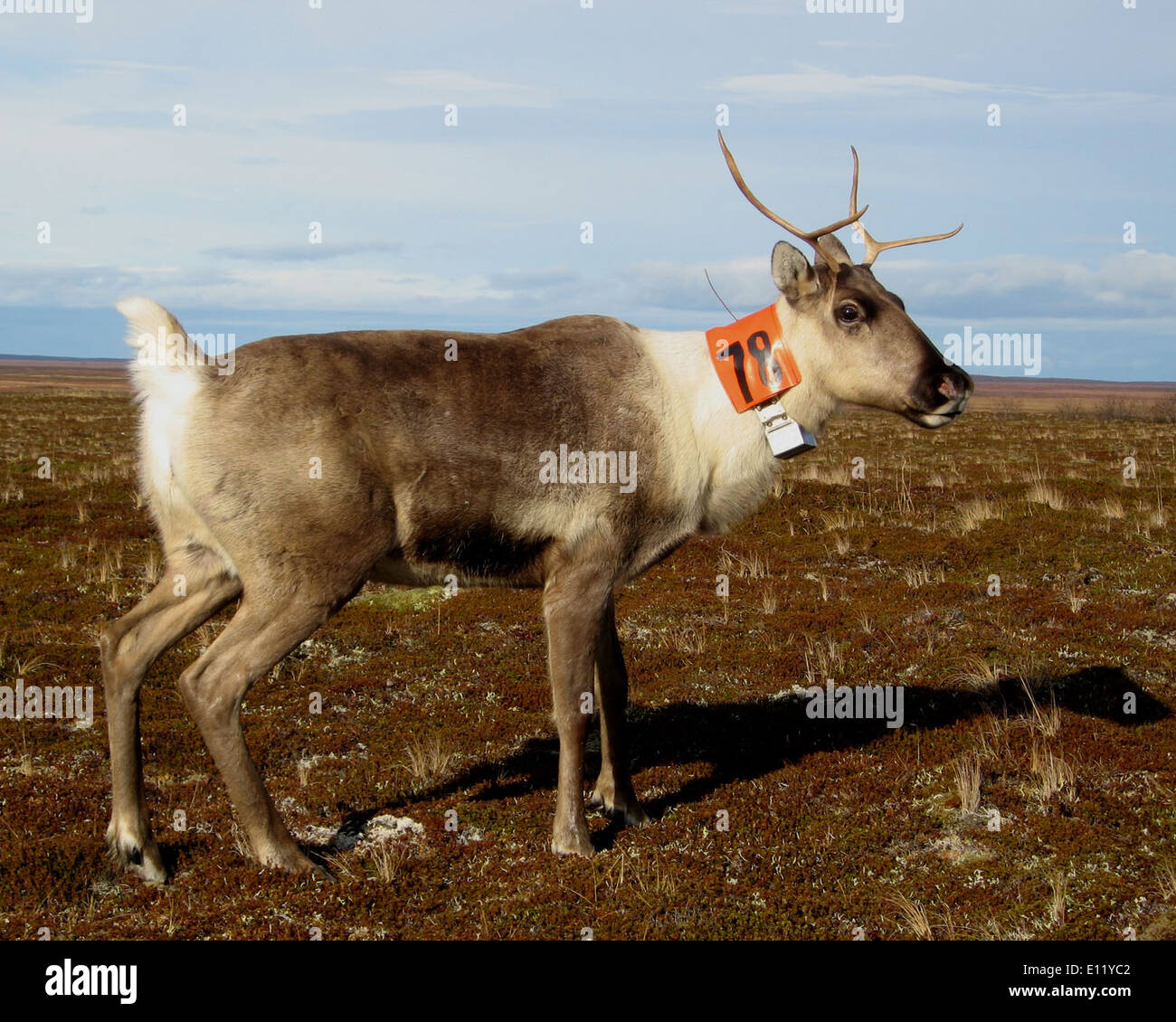 Collared caribou are part of ongoing research efforts in the Alaska ...