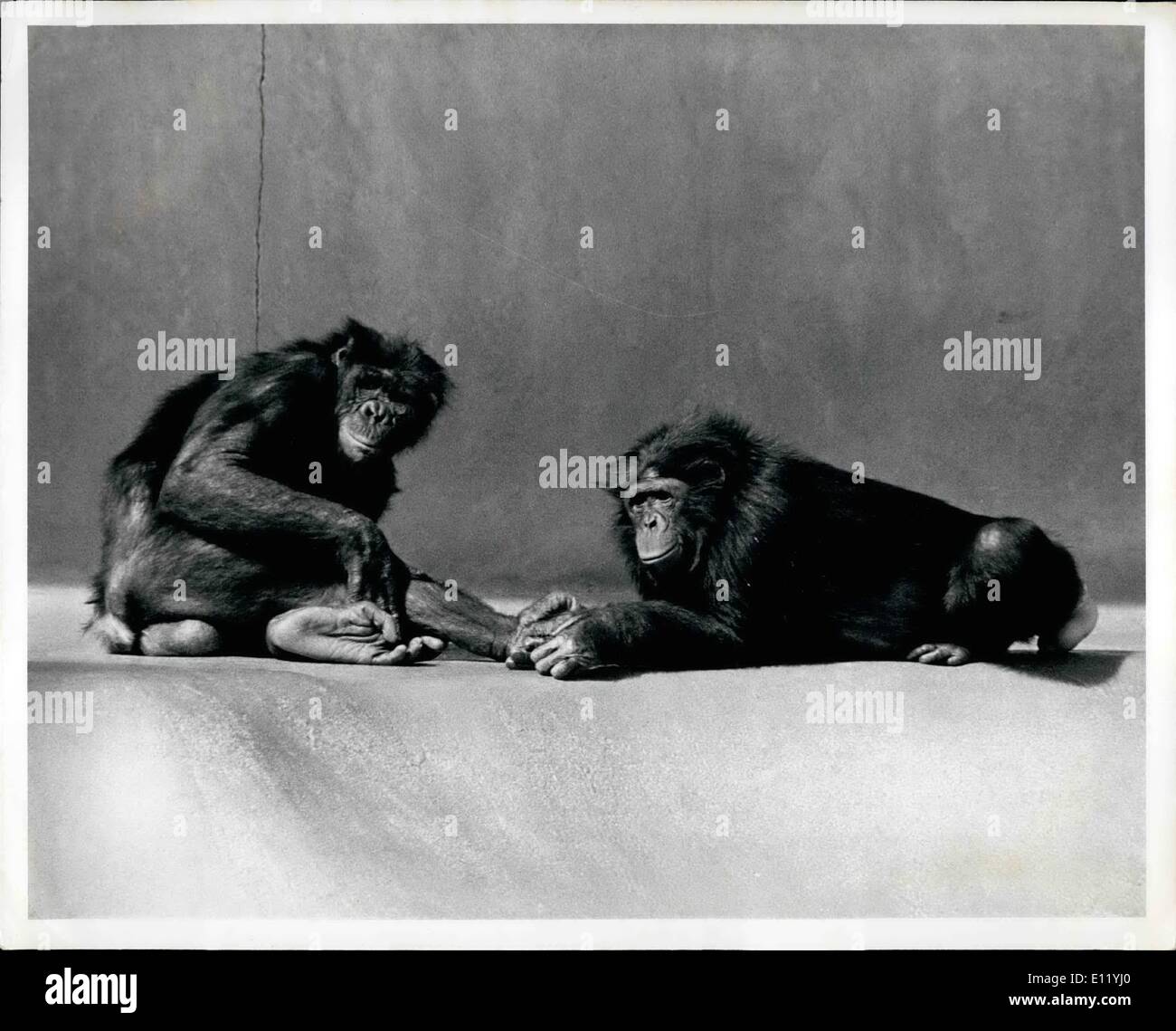 Primate species introduction hi-res stock photography and images - Alamy